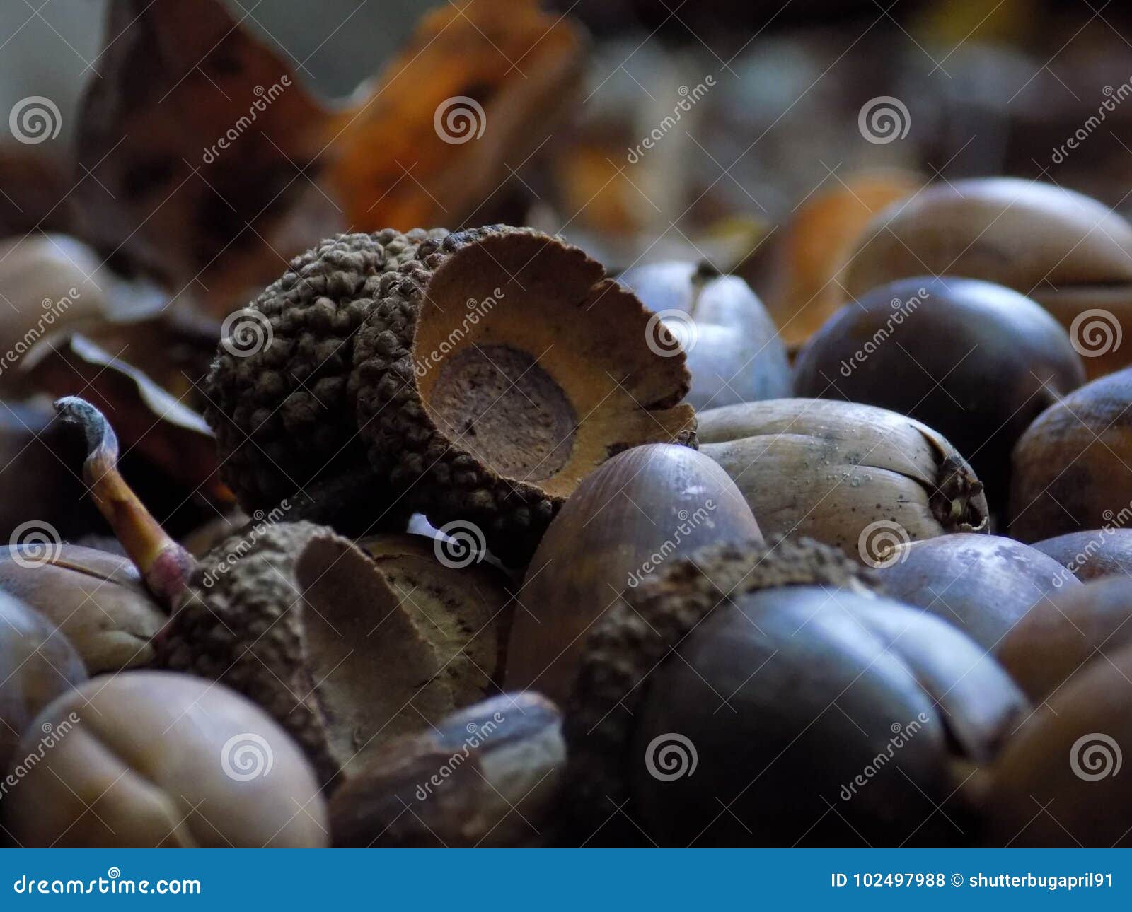 Acorn Crowns stock photo. Image of acorn, nature, nuts - 102497988