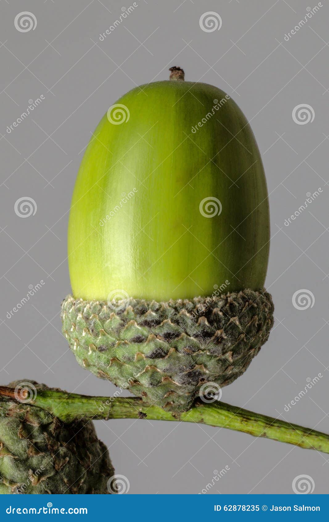 Acorn and cup stock image. Image of texture, object, nature - 62878235