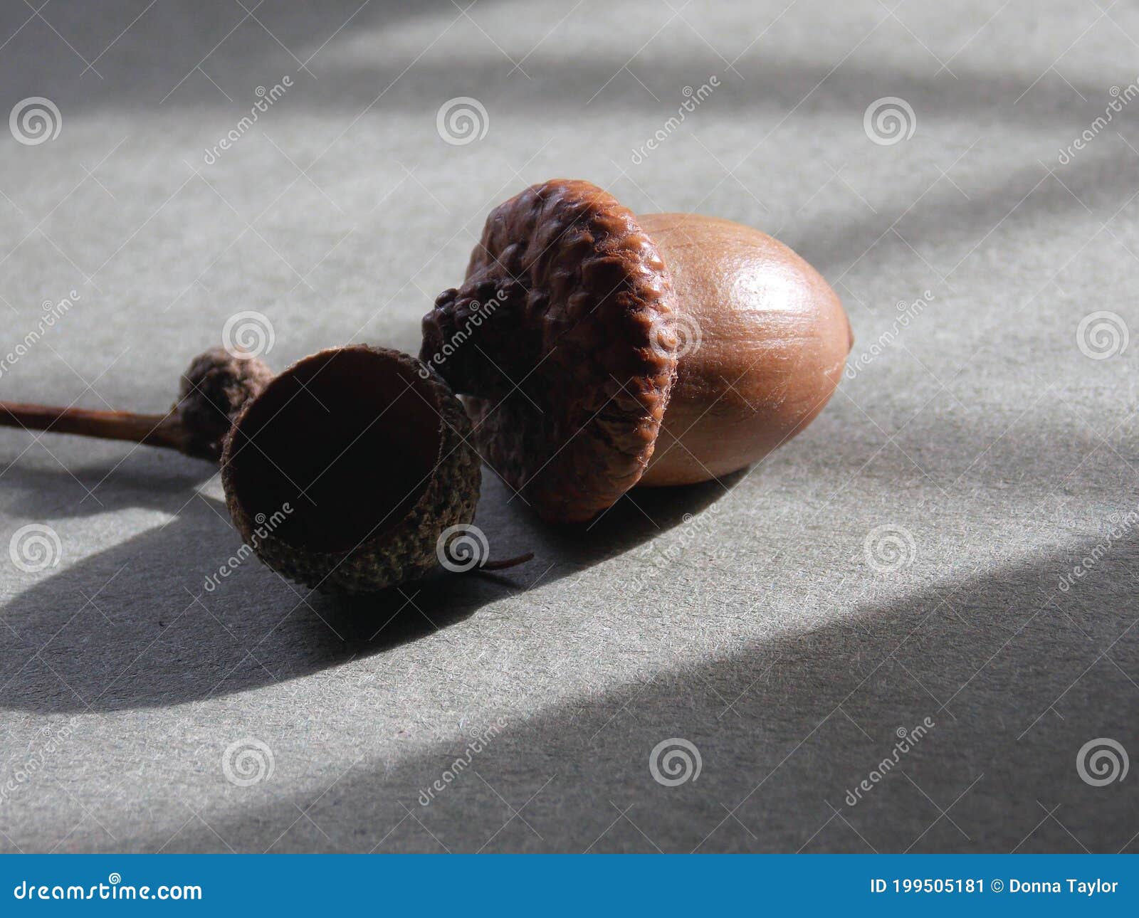 Acorn and Acorn Cup in Soft Sunlight on a Textured Surface Stock Image ...