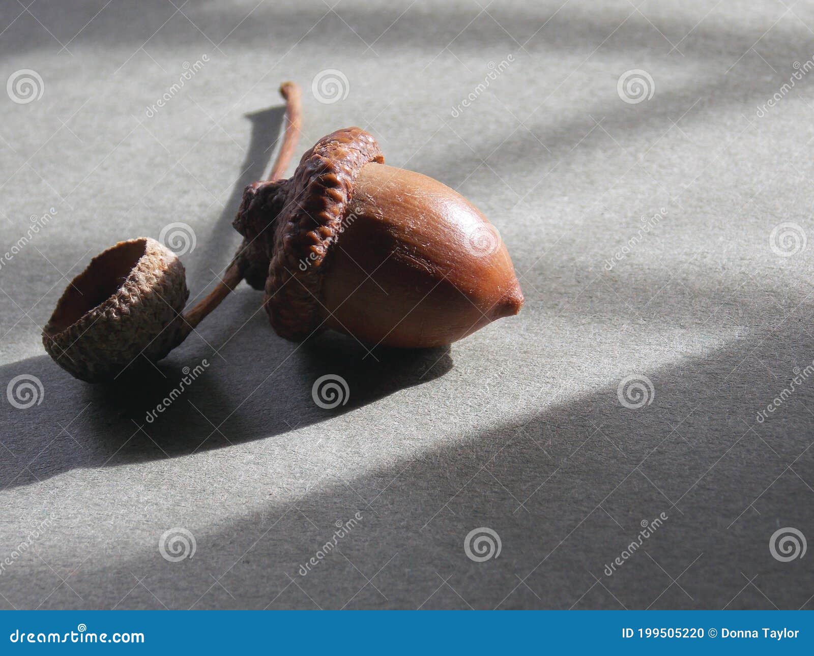 Acorn and Acorn Cup in Soft Sunlight on a Textured Surface Stock Photo ...
