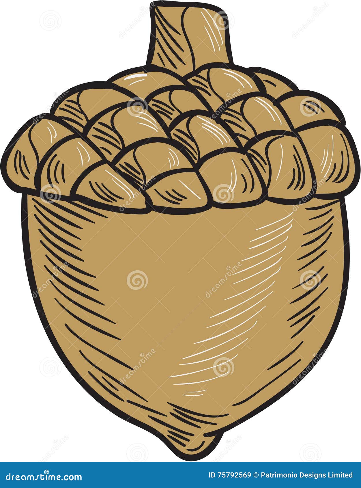 Acorn Drawing stock vector. Illustration of white, drawn - 75792569