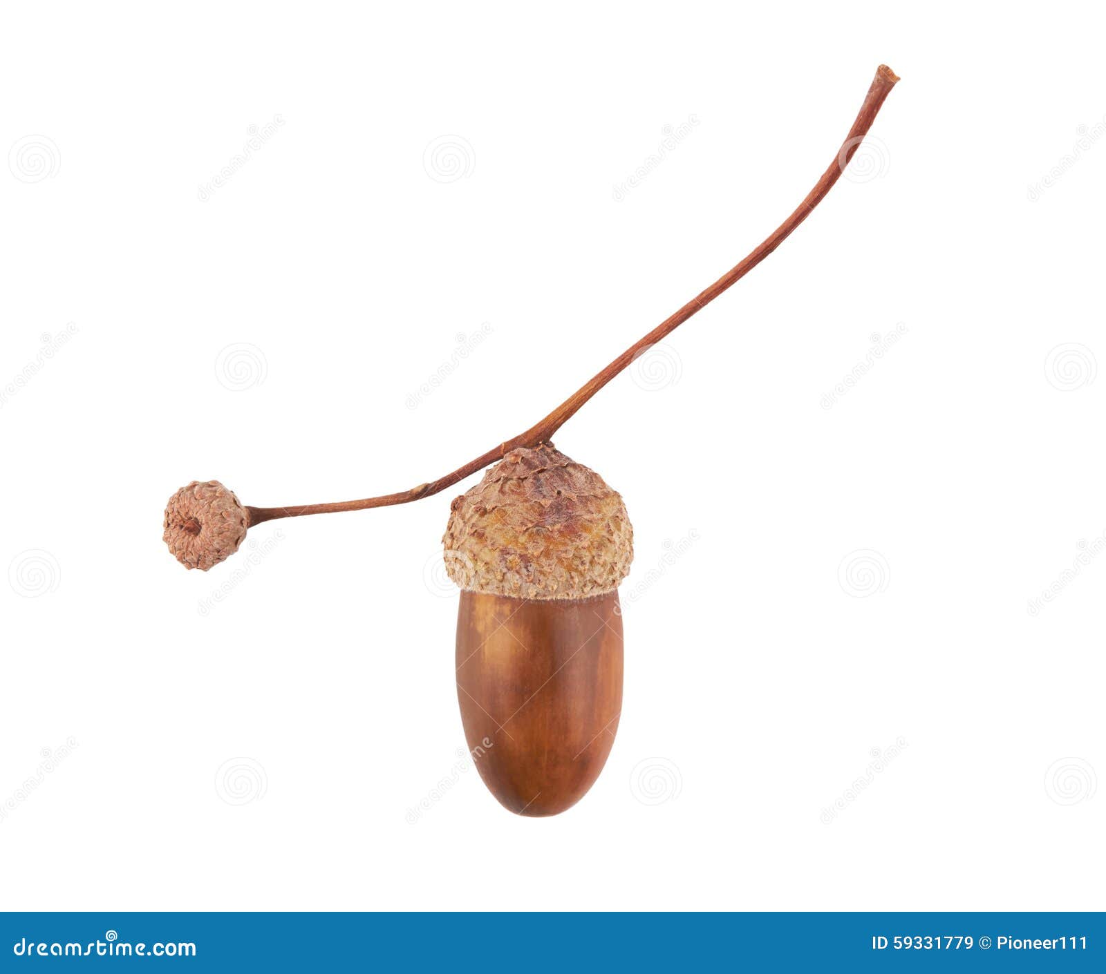 Acorn stock image. Image of nature, season, cutout, seasonal - 59331779