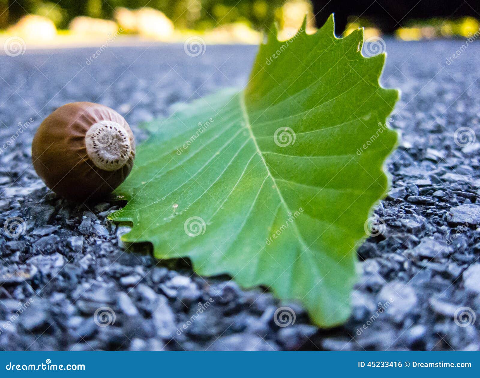 Acorn editorial photo. Image of forge, falling, canon - 45233416