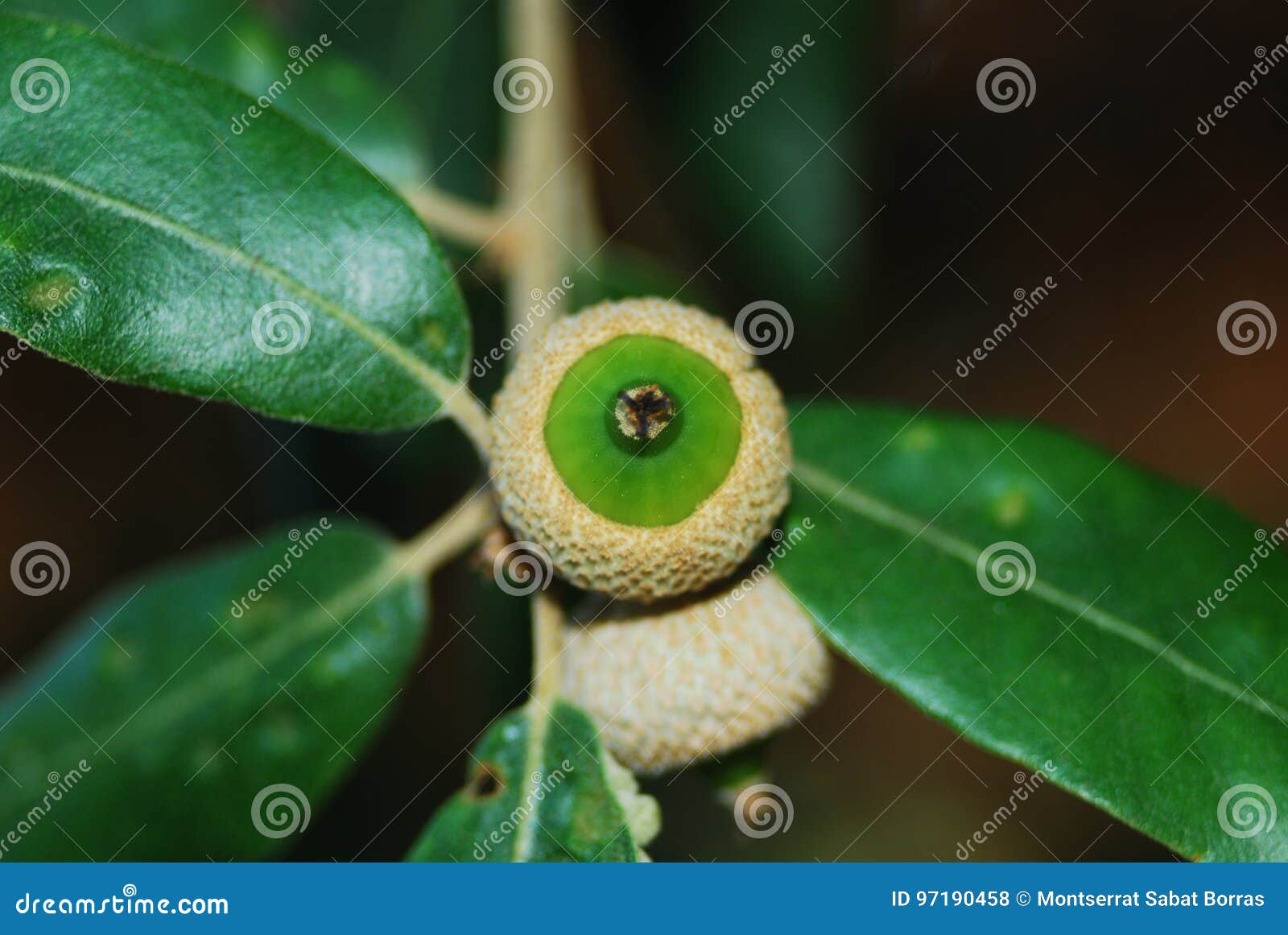 Acorn stock photo. Image of leaves, acorn, branches, flower - 97190458