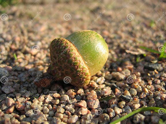 Acorn on a Footpath stock photo. Image of footpath, akerne - 20766