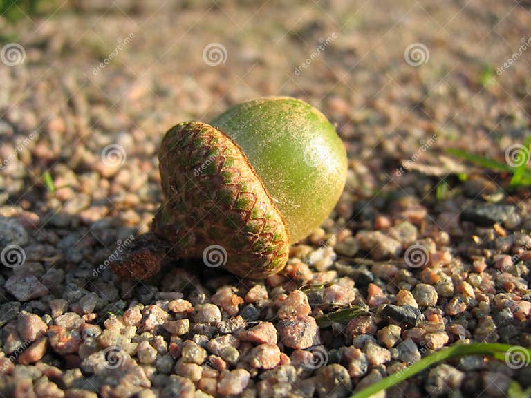 Acorn on a Footpath stock photo. Image of footpath, akerne - 20766