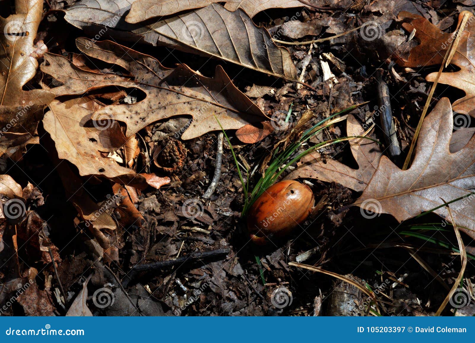 Acorn on forest floor stock image. Image of forest, woods - 105203397