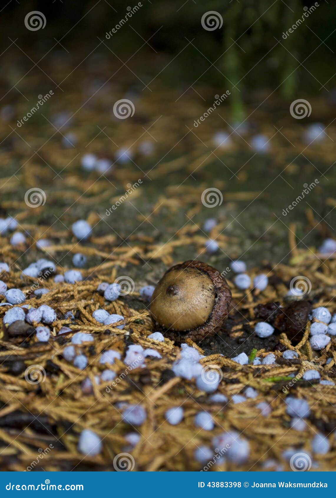 Acorn on Forest Ground stock photo. Image of natura, sasonal - 43883398