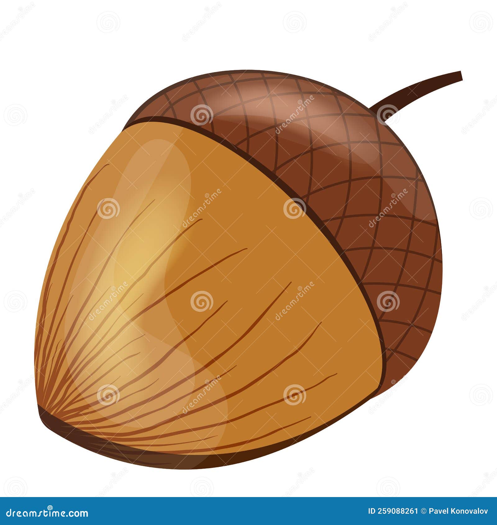 Acorn Fruit stock vector. Illustration of botanical - 259088261
