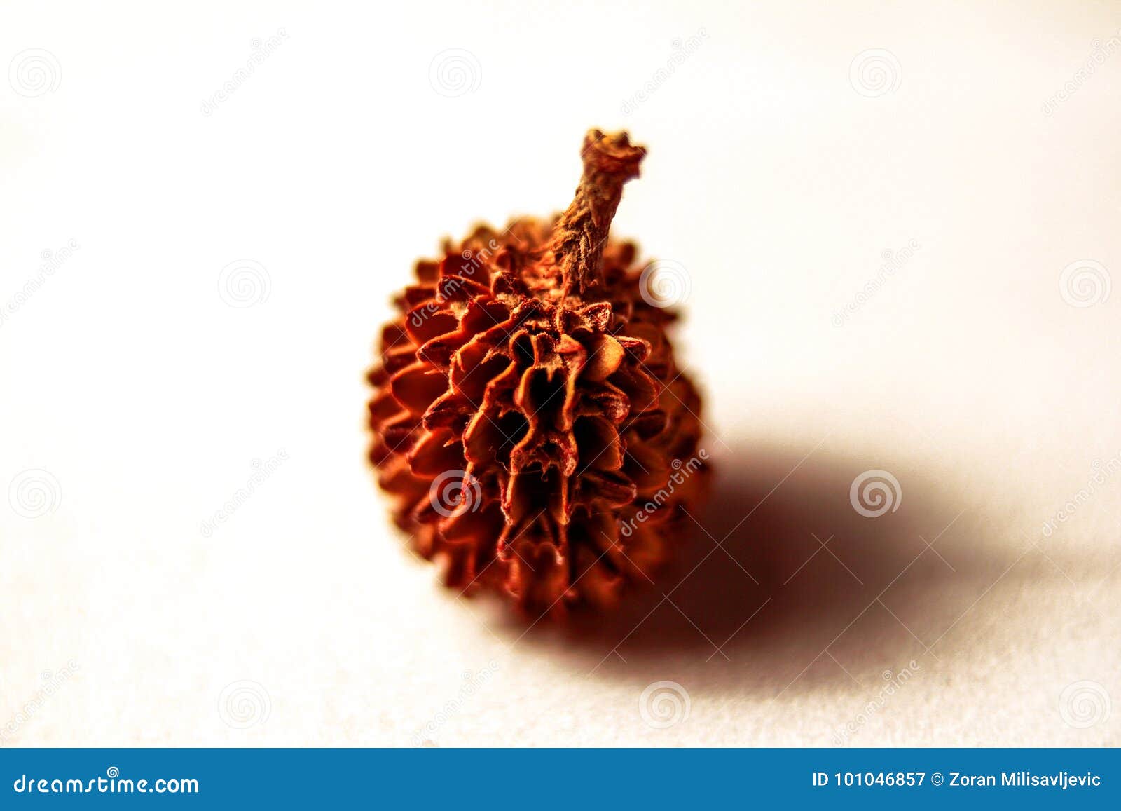 Acorn Fruit-Stems stock image. Image of forest, coniferous - 101046857