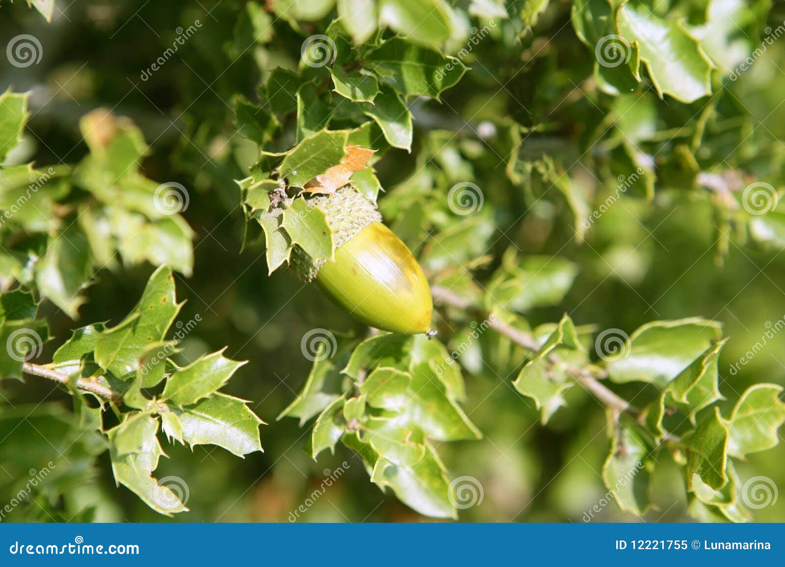Acorn Green Fruits on the Oak Tree in the Forest Stock Image - Image of ...