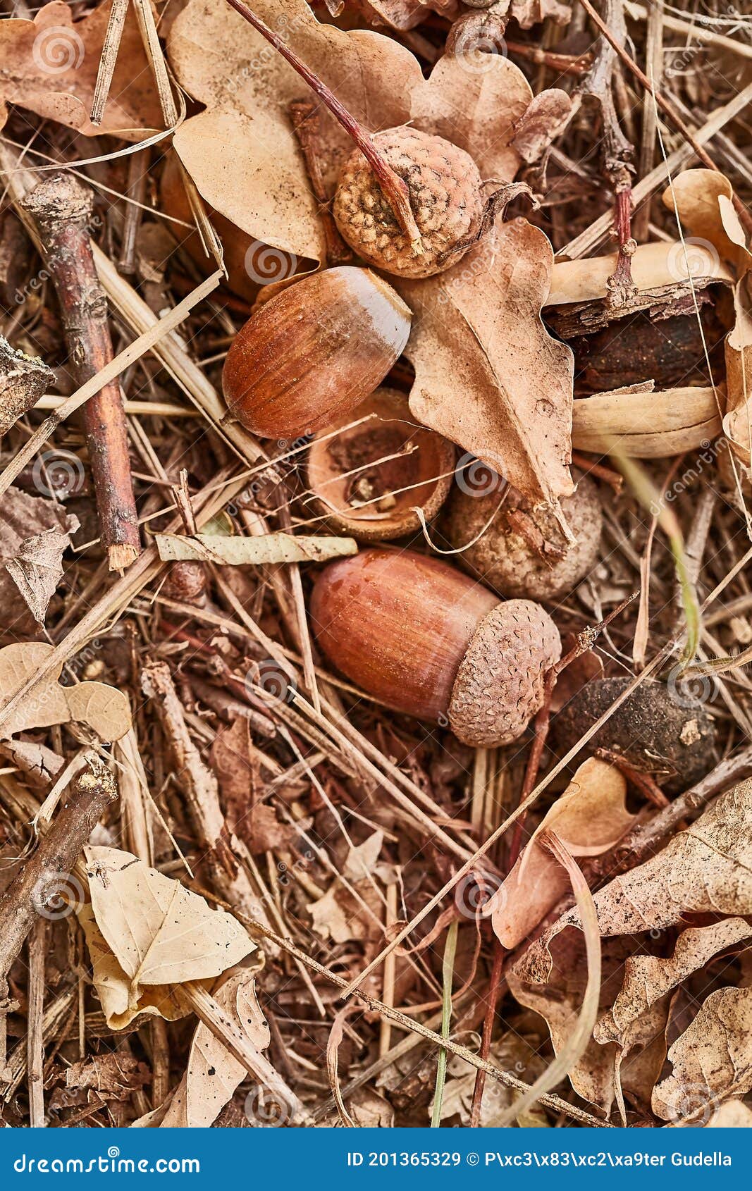 Acorn on the ground stock image. Image of earth, detail - 201365329