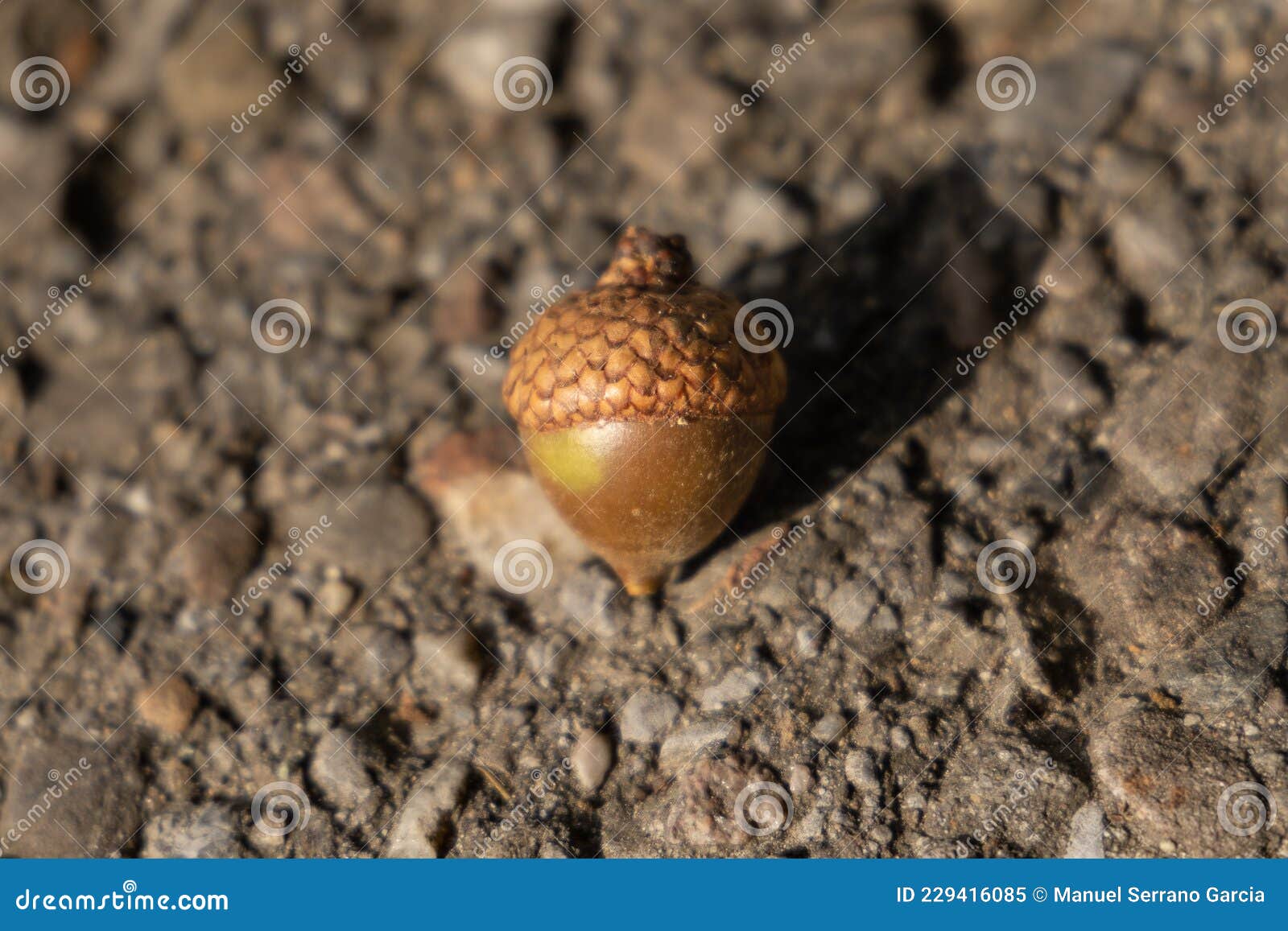 Acorn on the ground stock image. Image of season, food - 229416085