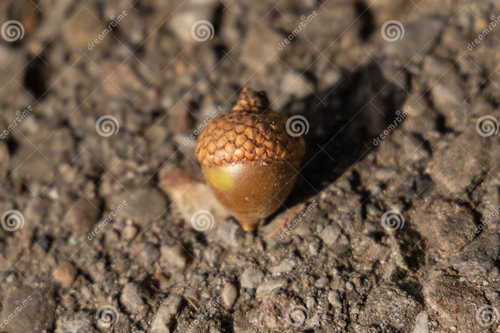 Acorn on the ground stock image. Image of season, food - 229416085