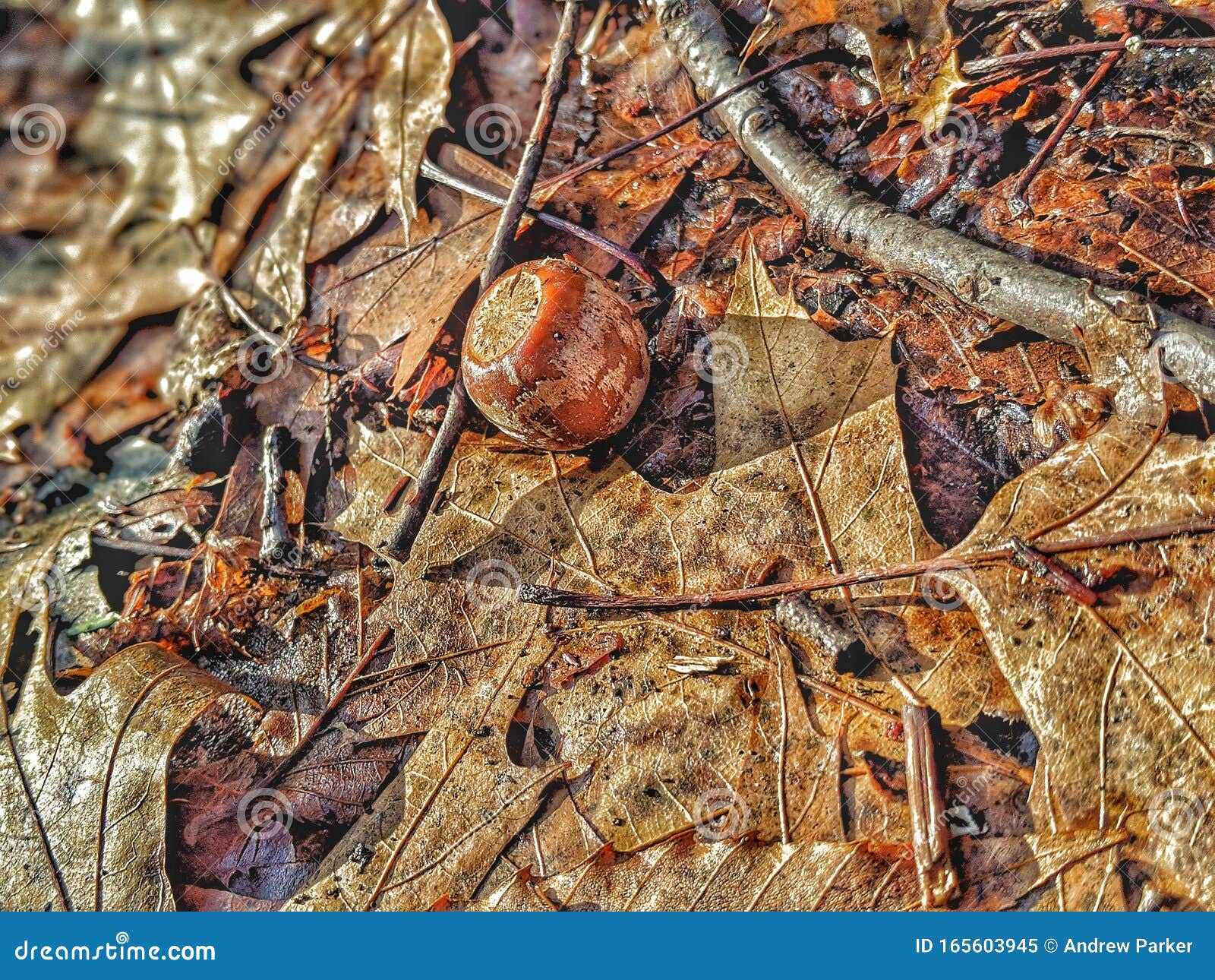 Acorn on the Ground Floor of the Walking Trail Stock Image - Image of ...