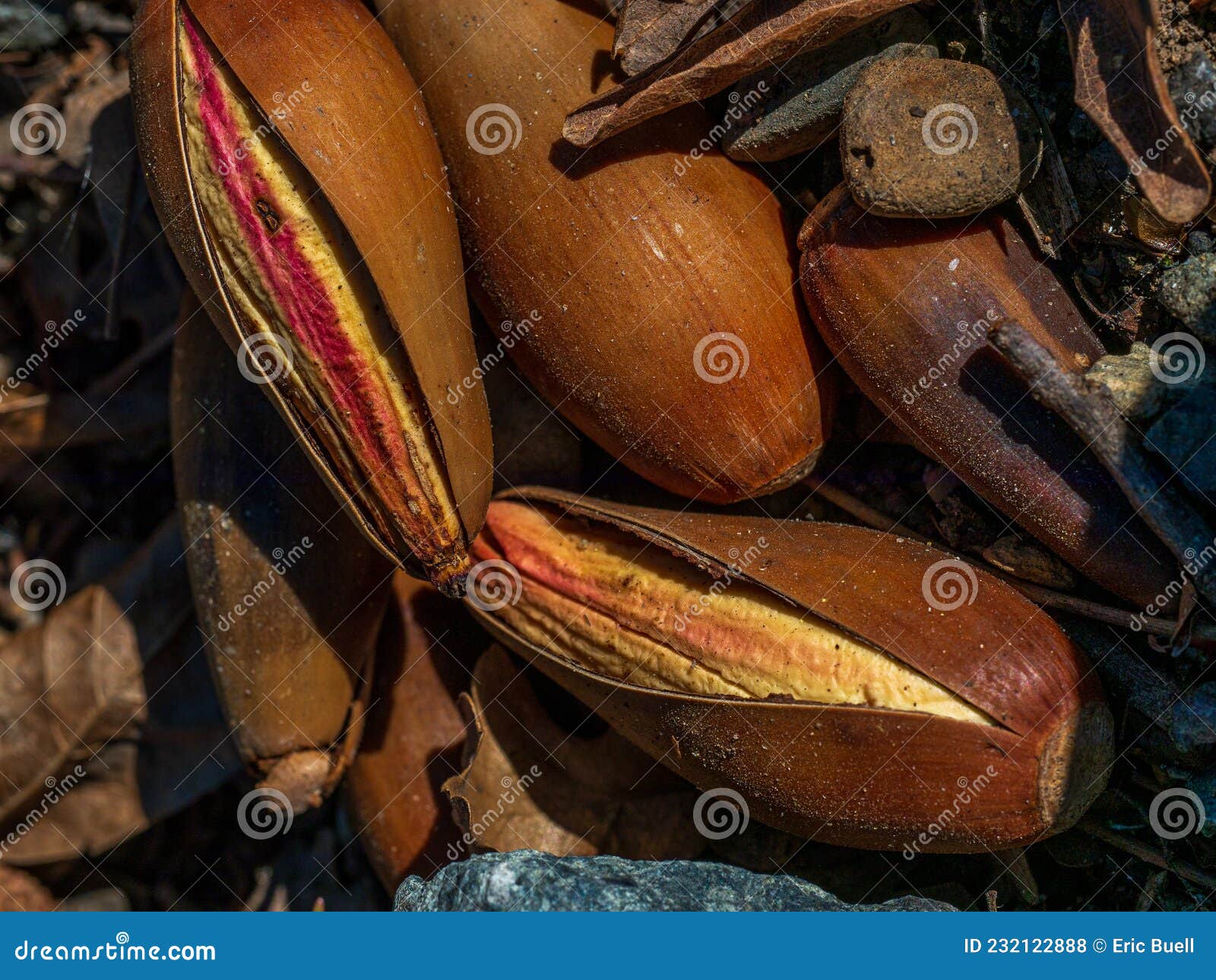 Acorn on Ground that Has Started To Burst Open Stock Photo - Image of ...
