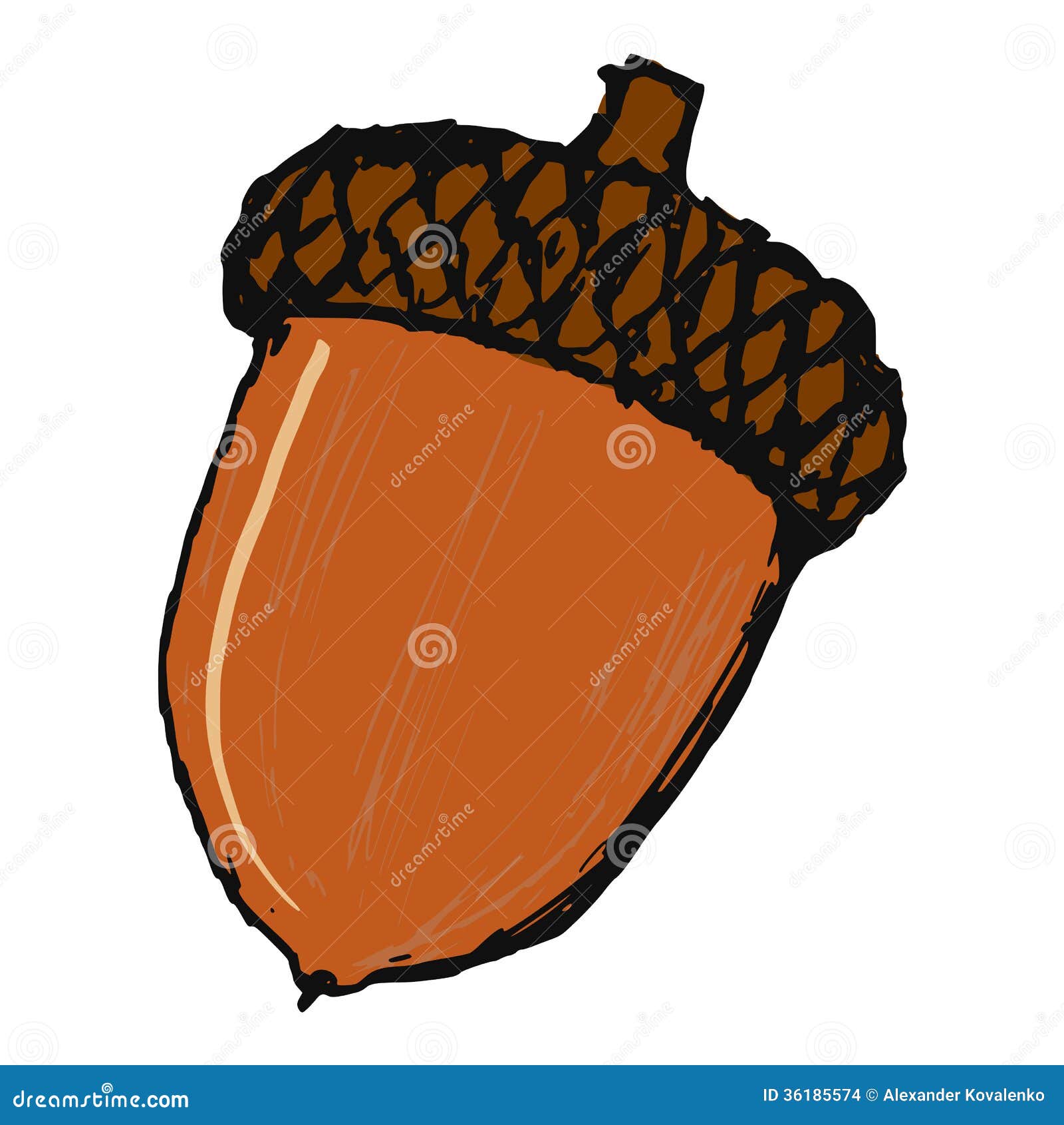 Acorn stock vector. Illustration of forest, plant, wood - 36185574