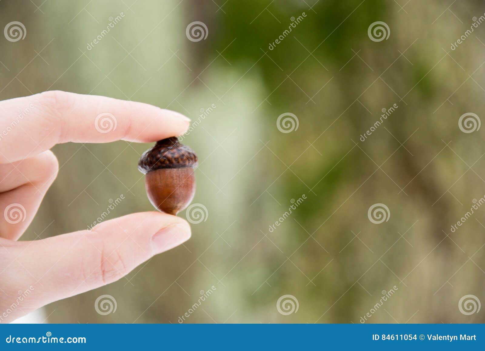 Acorn in Hand, Winter Forest Stock Photo - Image of forest, winter ...