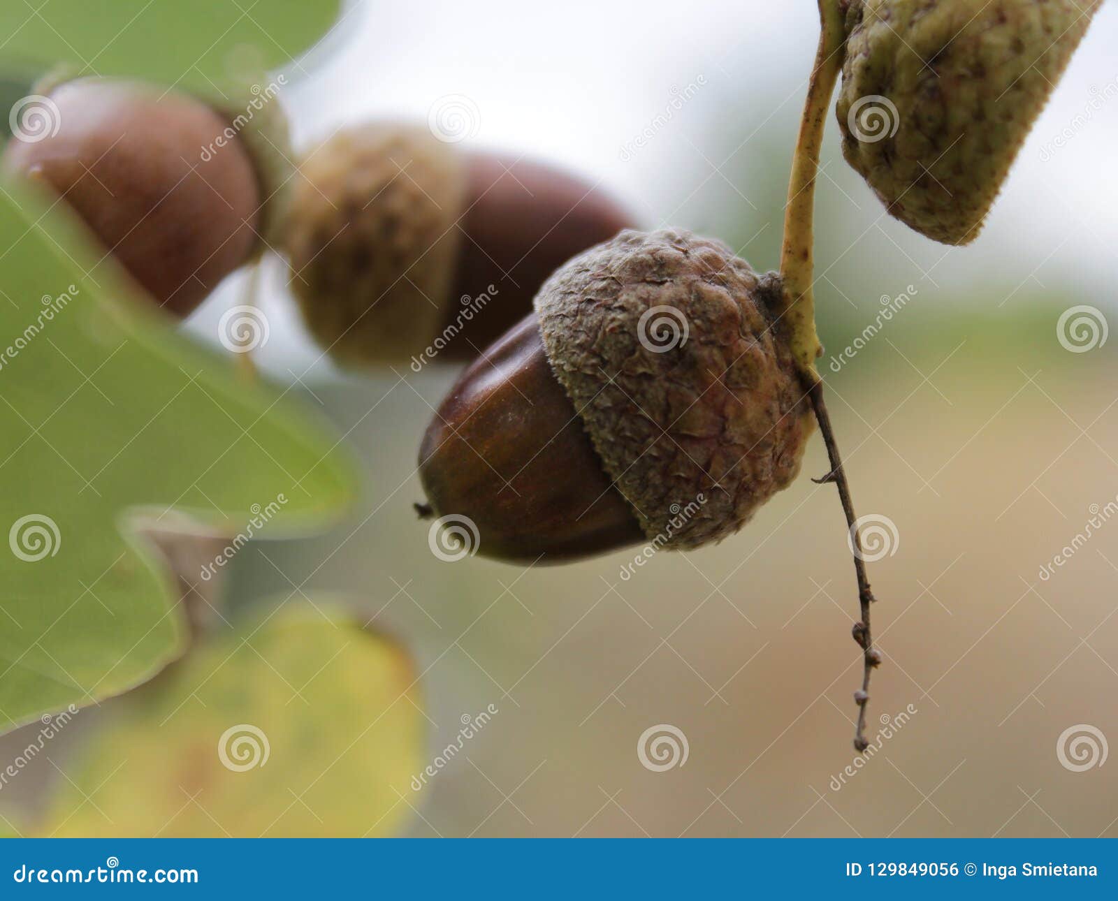 Acorn stock photo. Image of stalk, hanging, delicate - 129849056