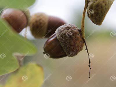 Acorn stock photo. Image of stalk, hanging, delicate - 129849056