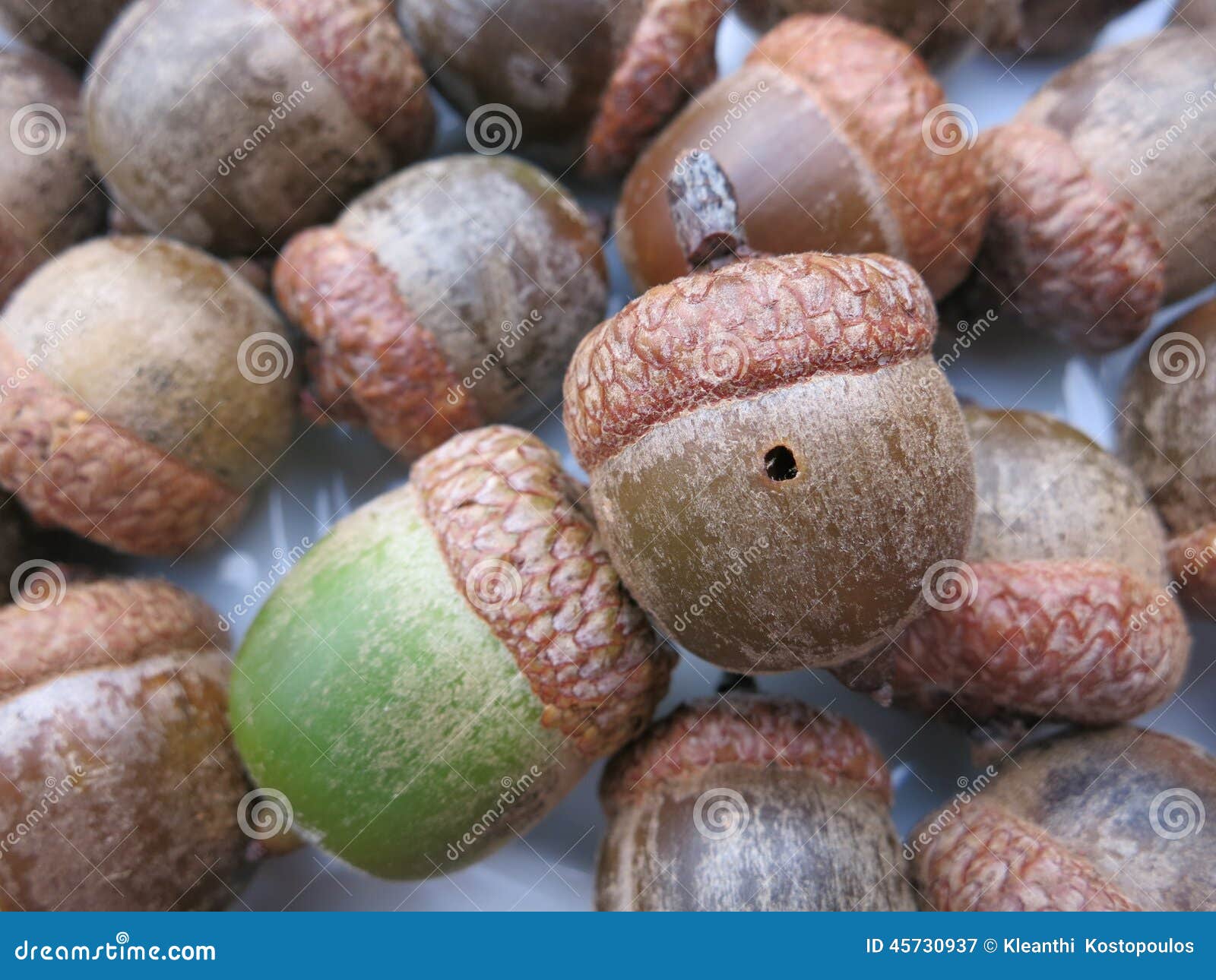 Acorn with a hole in it stock image. Image of soft, brown - 45730937