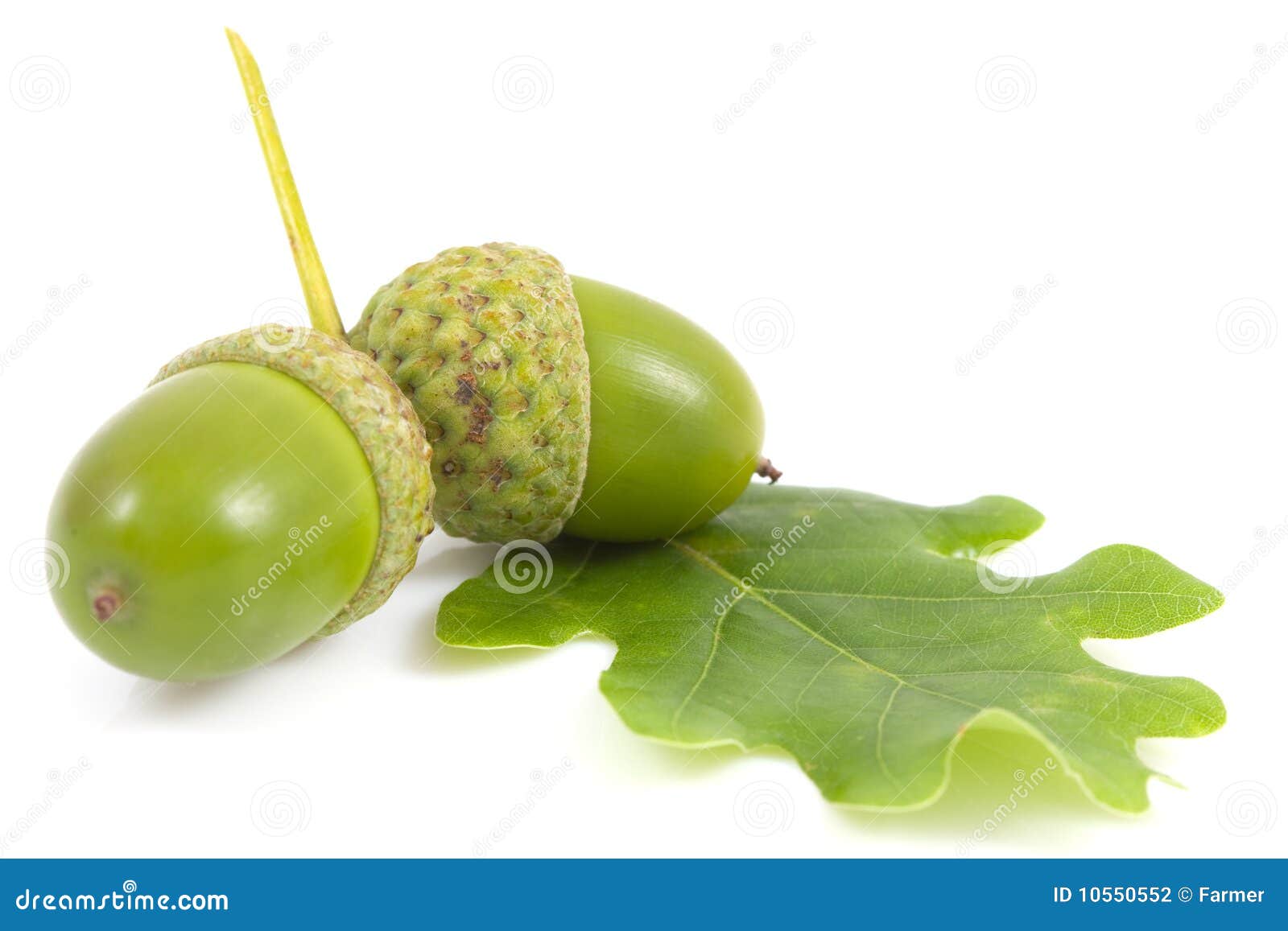 Acorn on isolated stock photo. Image of tree, fruit, season - 10550552