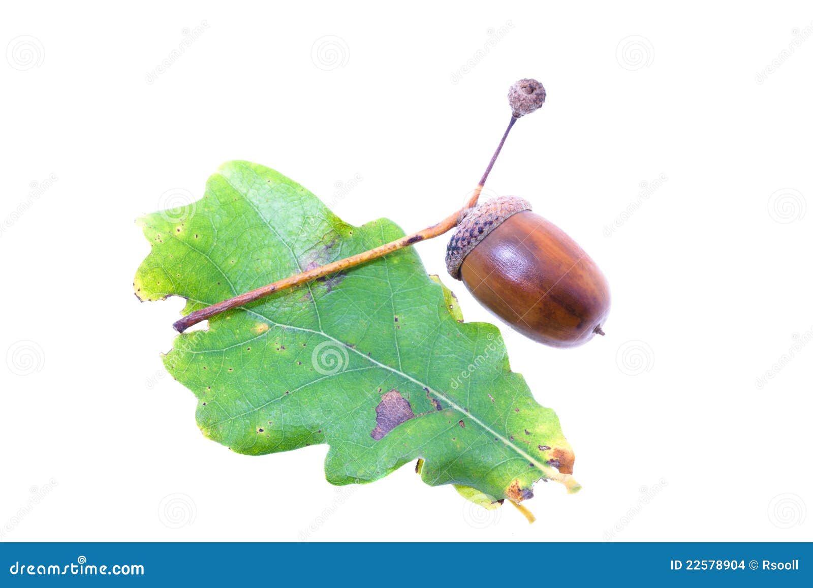 The acorn (is isolated) stock photo. Image of path, dark - 22578904