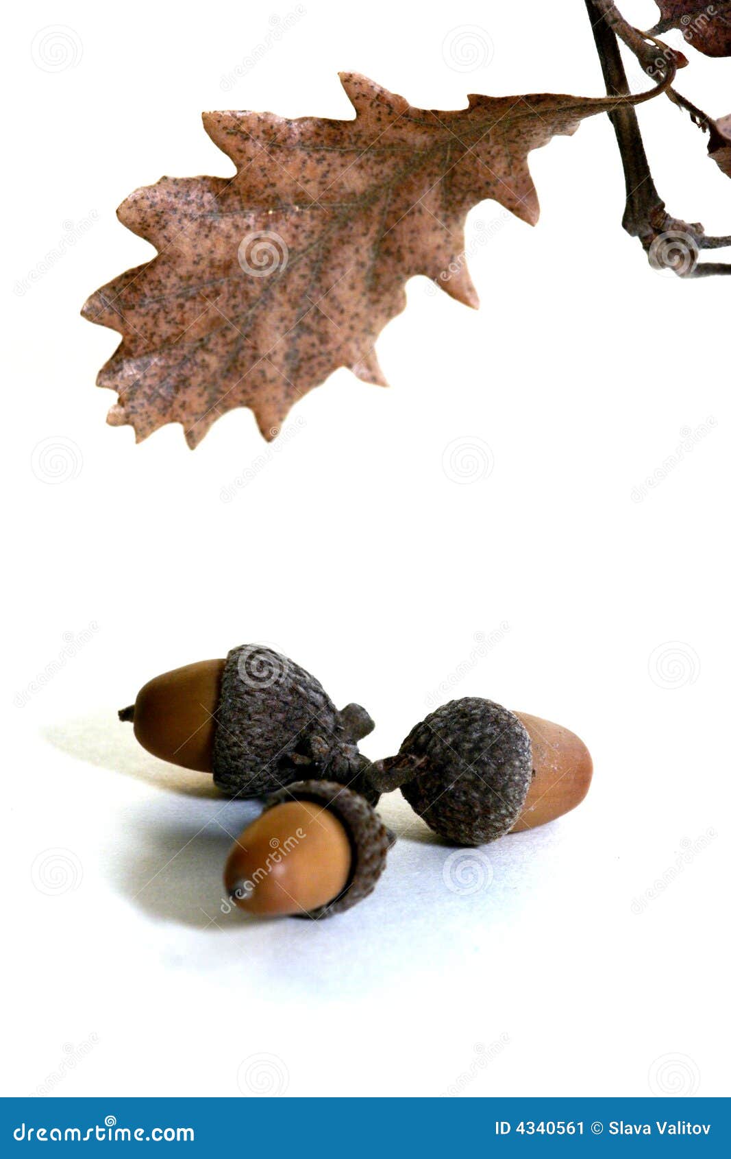Acorn isolated stock image. Image of collection, bush - 4340561