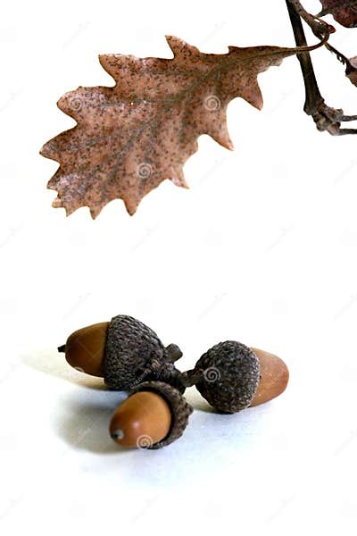 Acorn isolated stock image. Image of collection, bush - 4340561