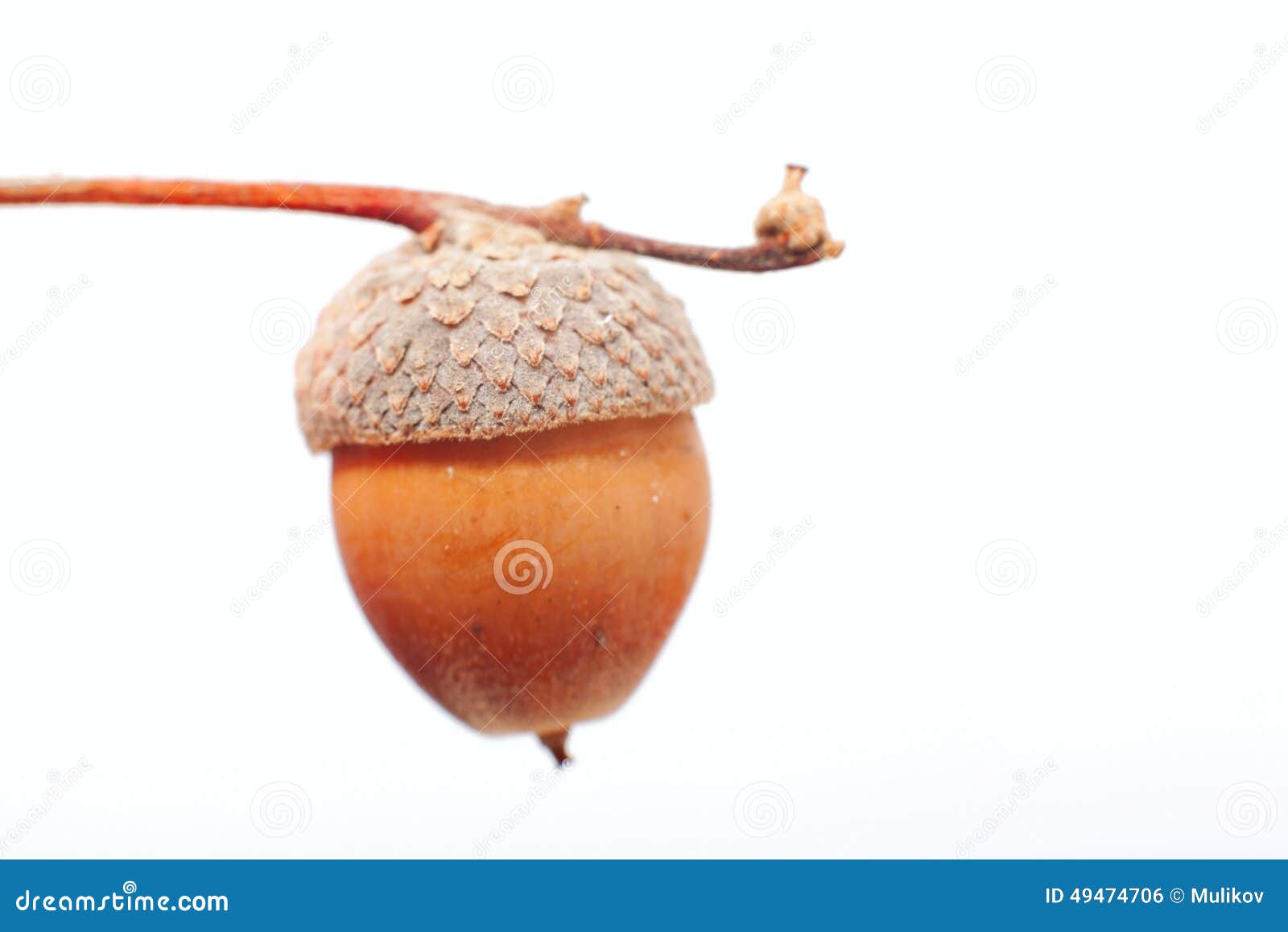 Acorn isolated stock photo. Image of isolated, seed, brown - 49474706