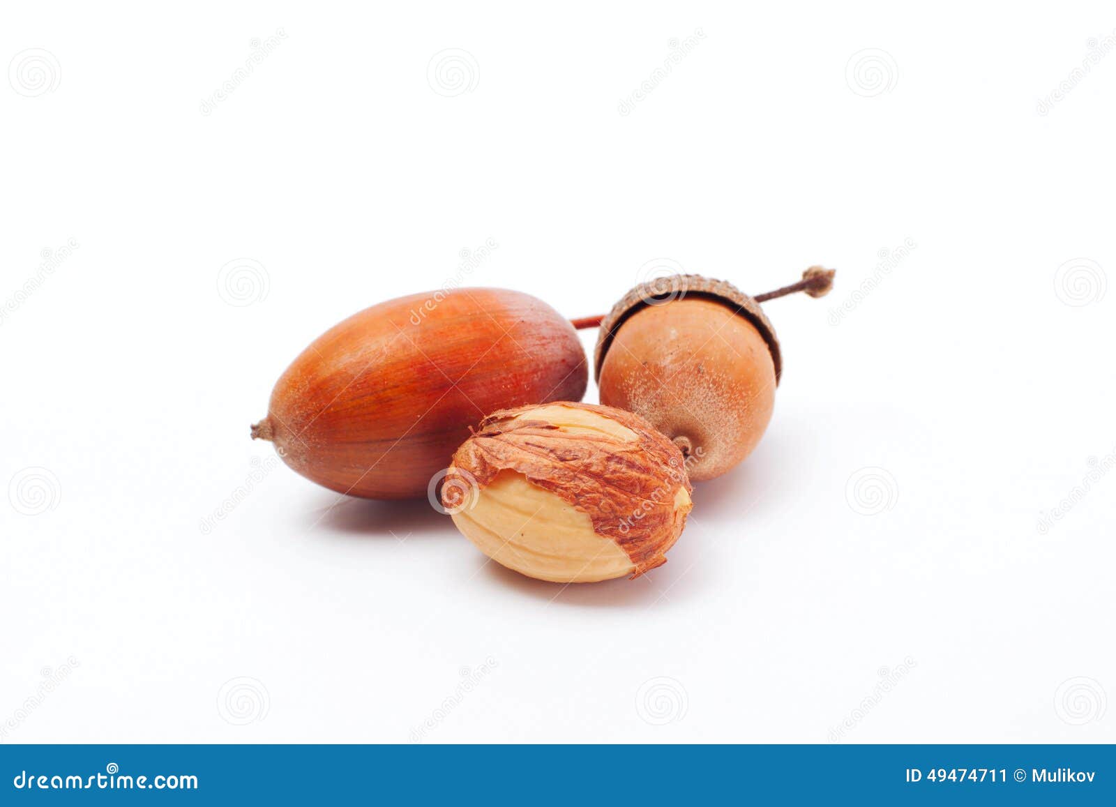 Acorn isolated stock image. Image of acorns, fruit, nature - 49474711