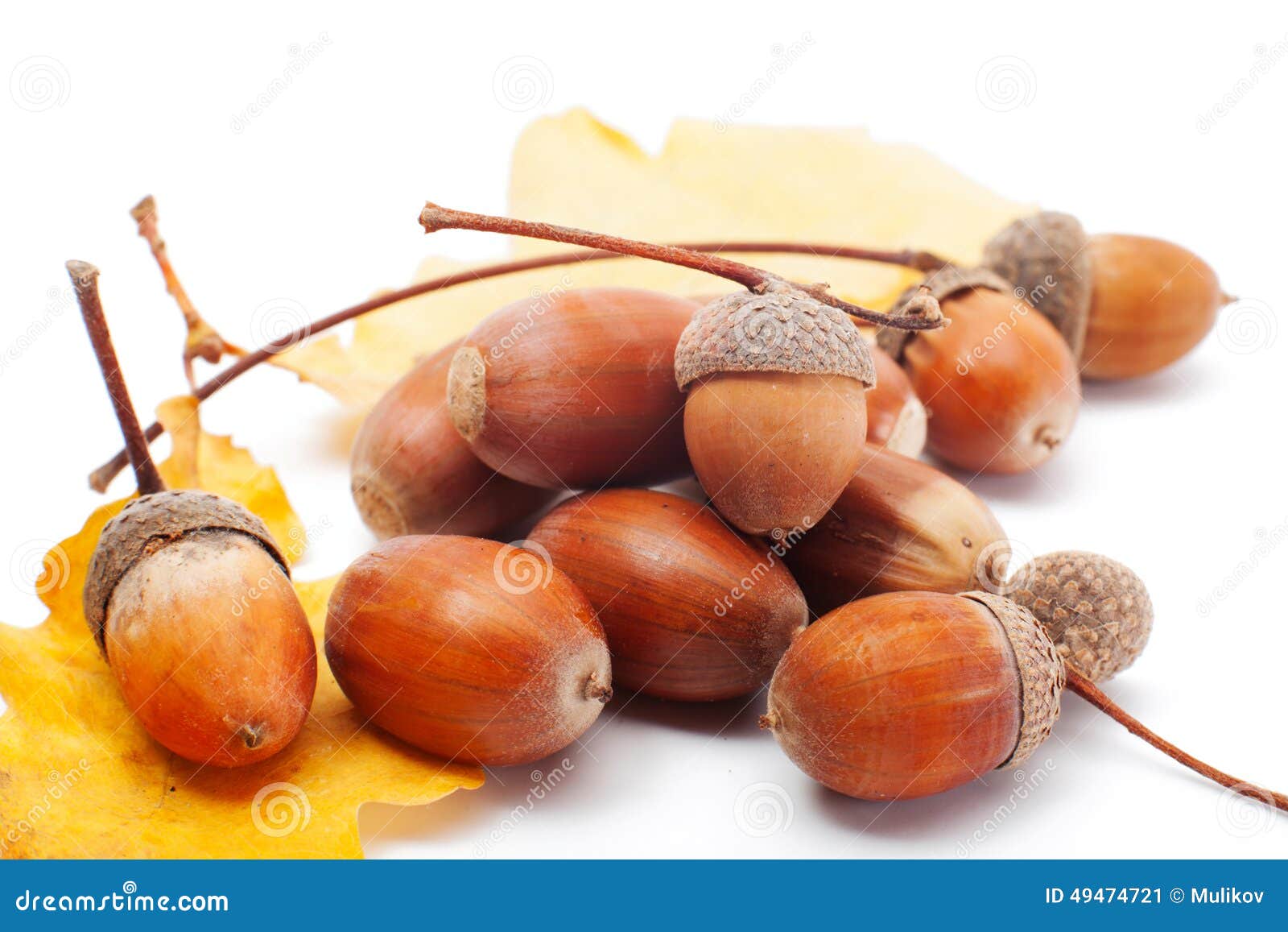 Acorn isolated stock image. Image of nature, isolated - 49474721