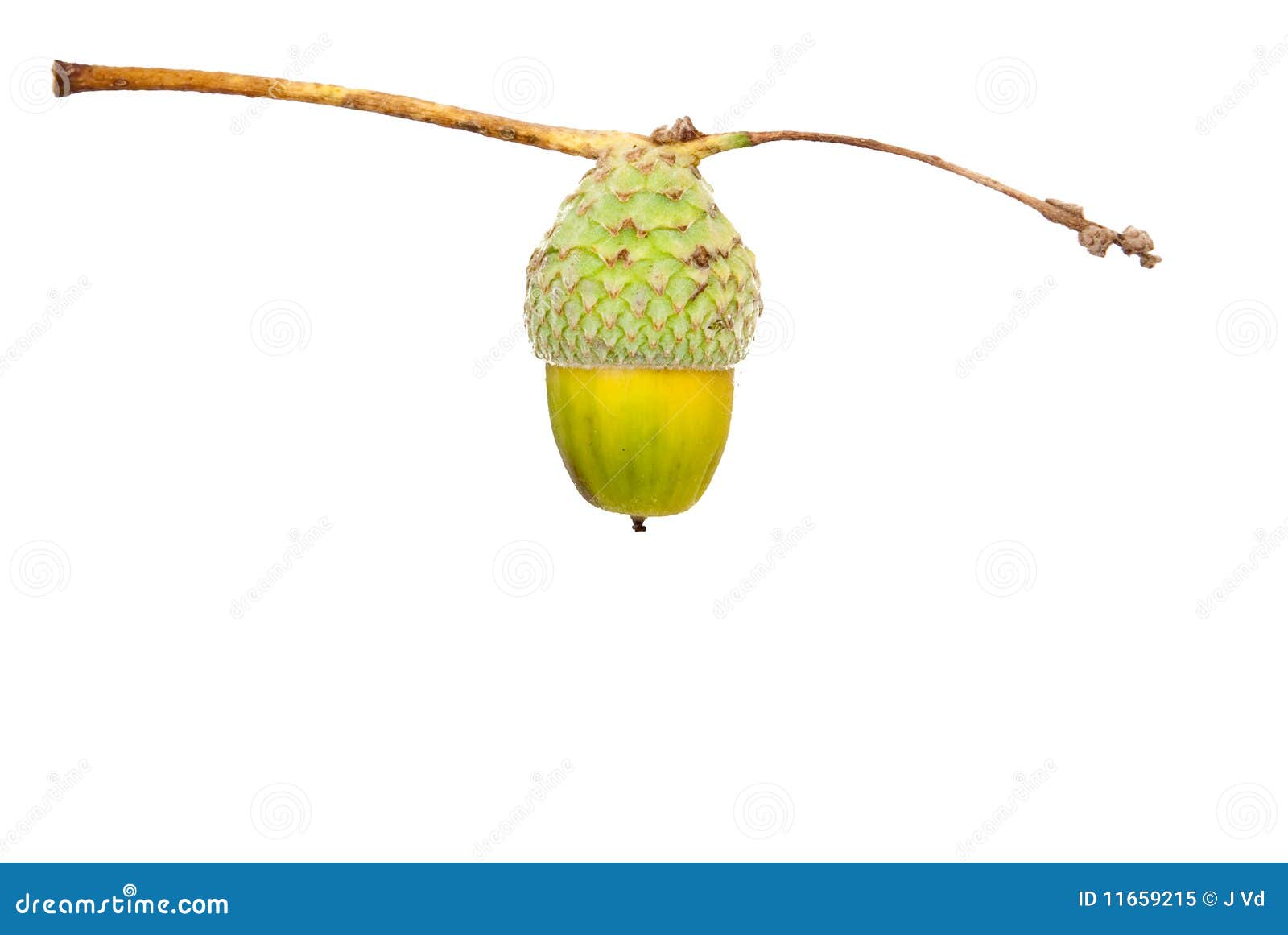 Acorn isolated over white stock image. Image of acorn - 11659215
