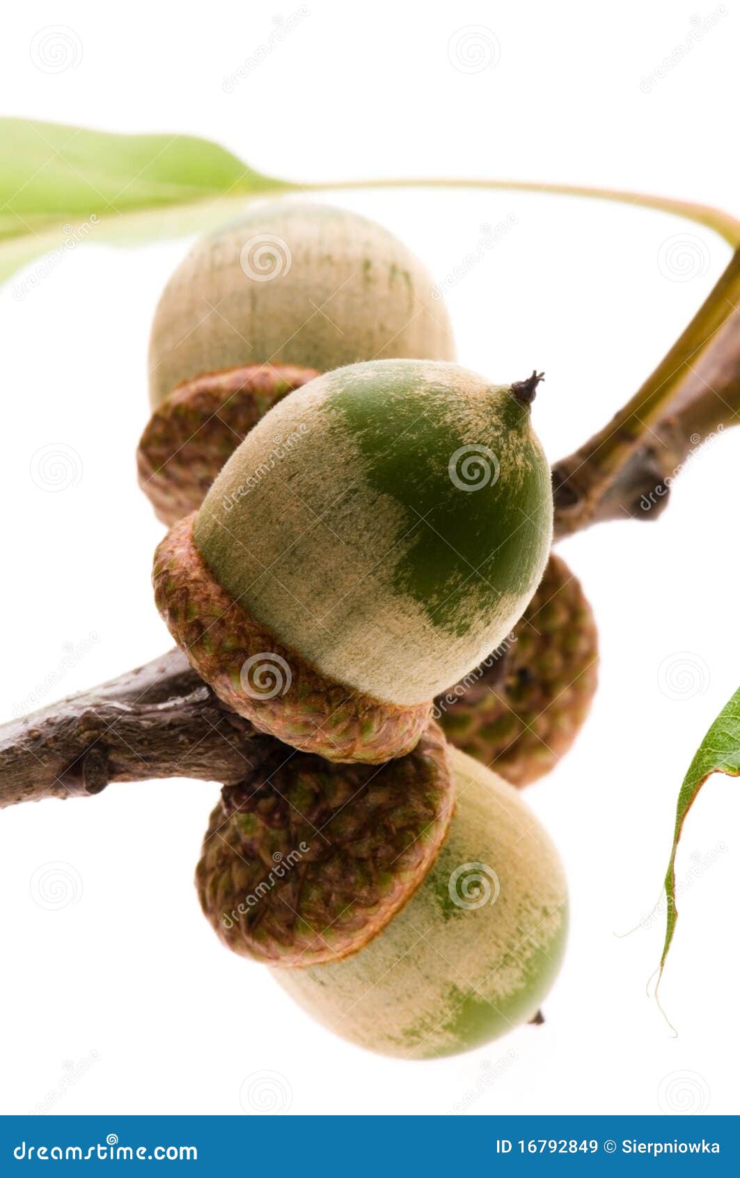 Acorn isolated on white stock image. Image of macro, wood - 16792849