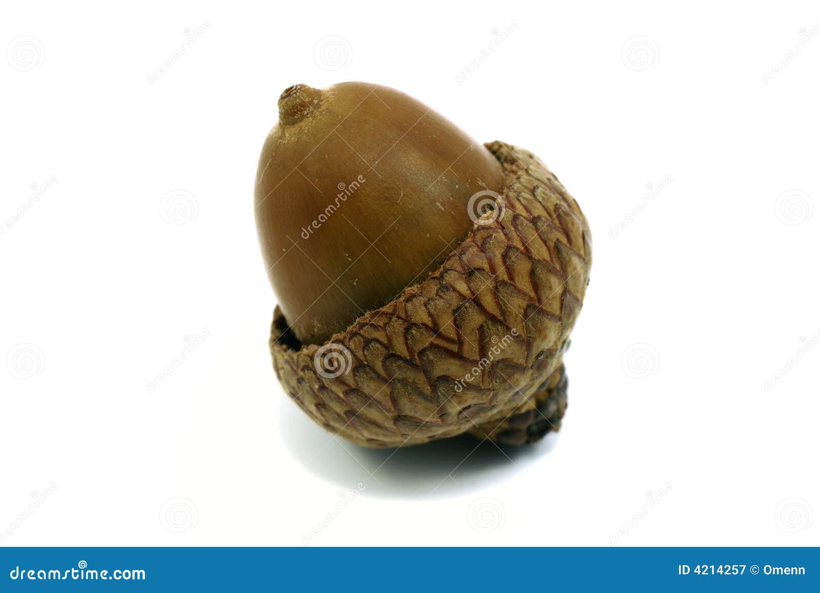 Acorn isolated on white stock image. Image of green, decoration - 4214257