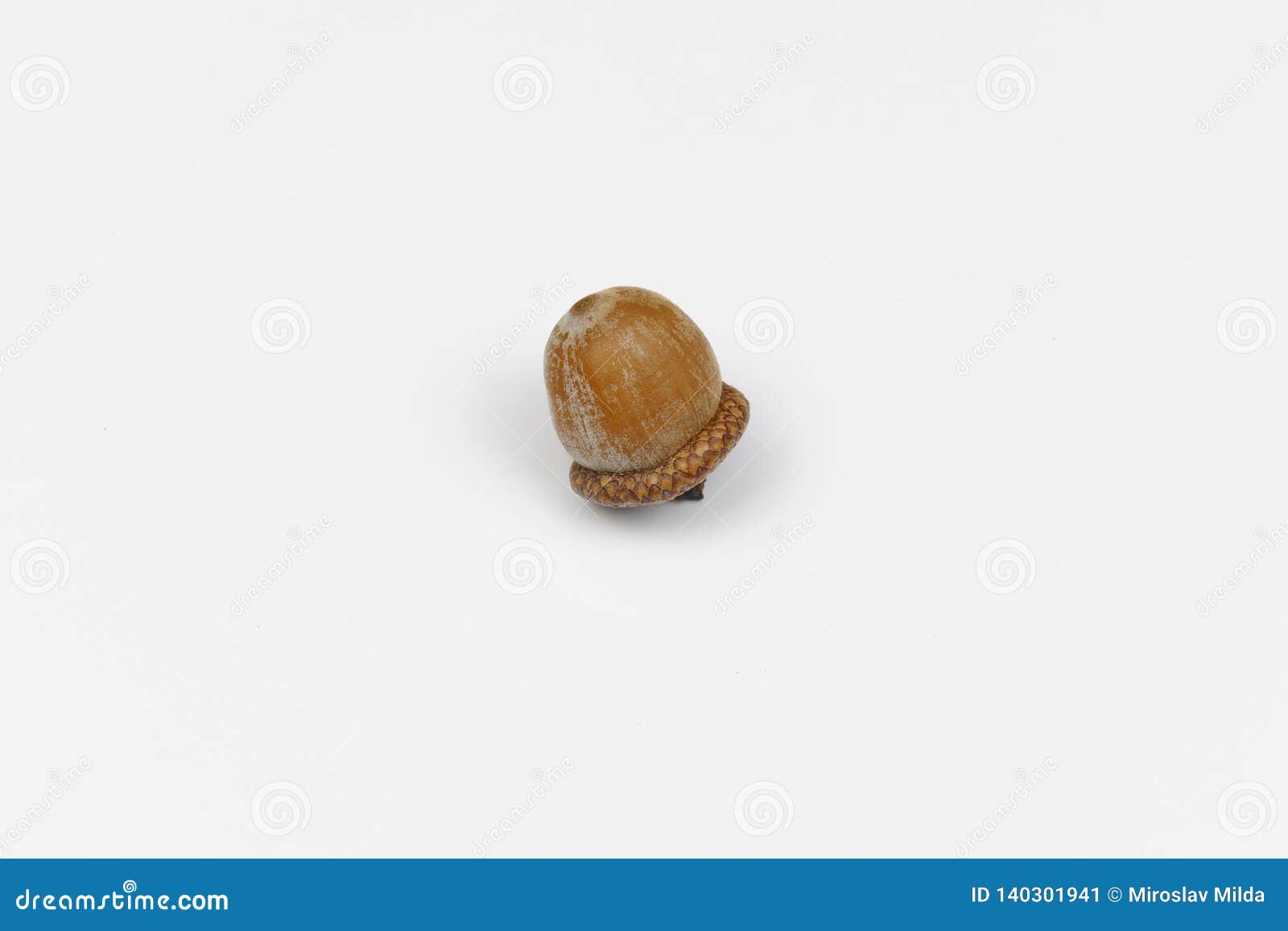 Acorn isolated on white stock image. Image of sample - 140301941