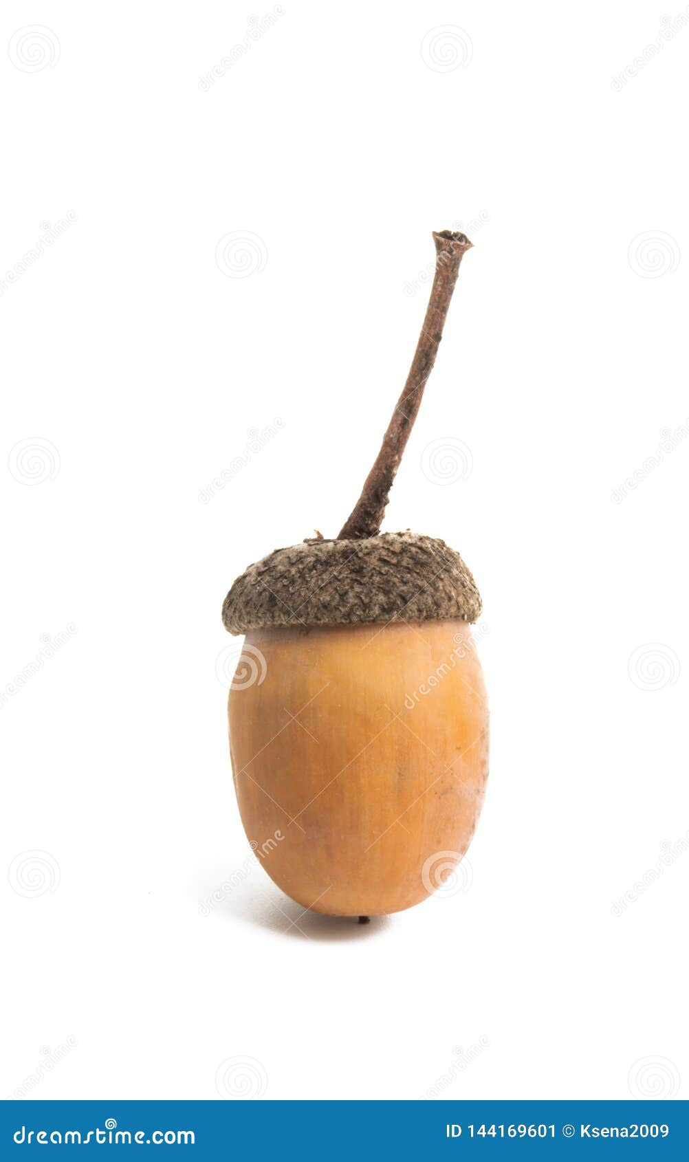 Acorn isolated stock image. Image of food, acorns, forest - 144169601