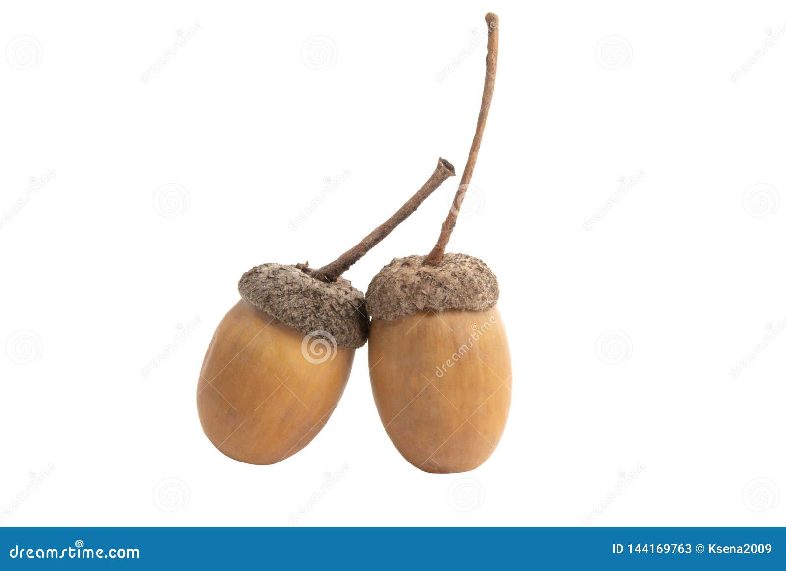 Acorn isolated stock image. Image of season, growth - 144169763