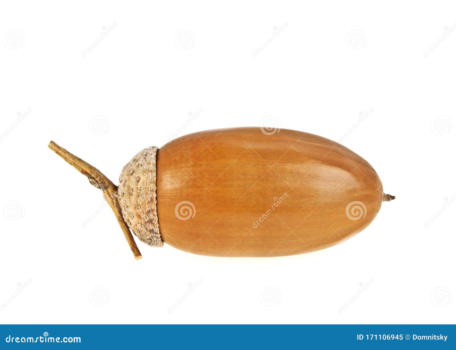 Acorn Isolated on White Background Stock Image - Image of dried, fruit ...