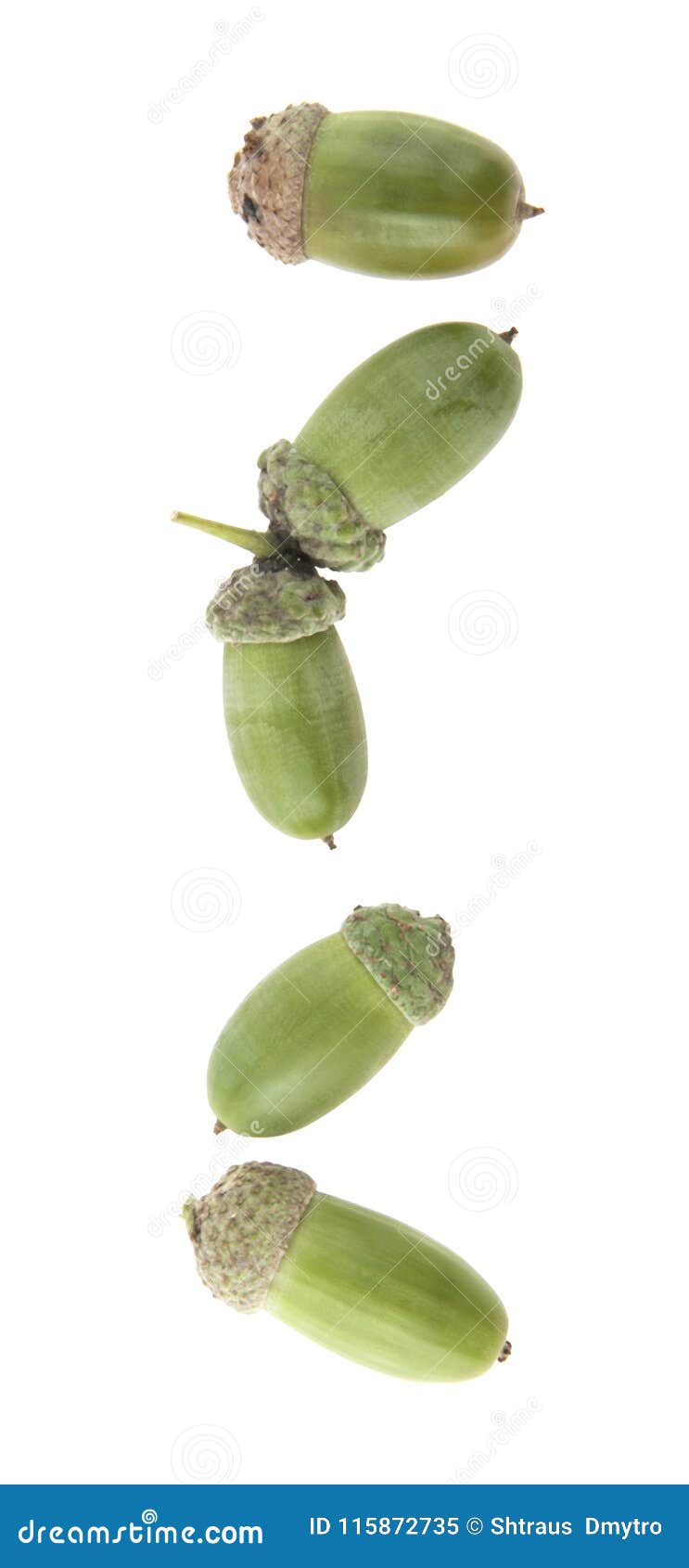 Acorn isolated on white stock image. Image of objects - 115872735