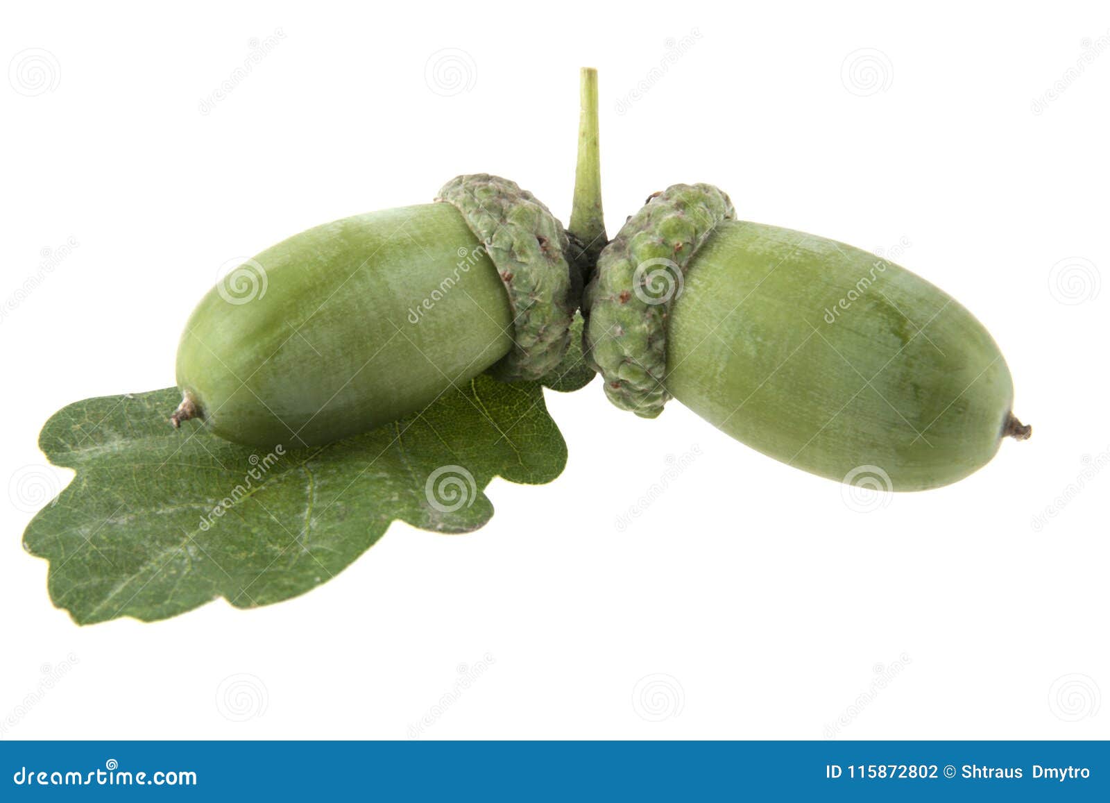 Acorn isolated on white stock photo. Image of fruit - 115872802