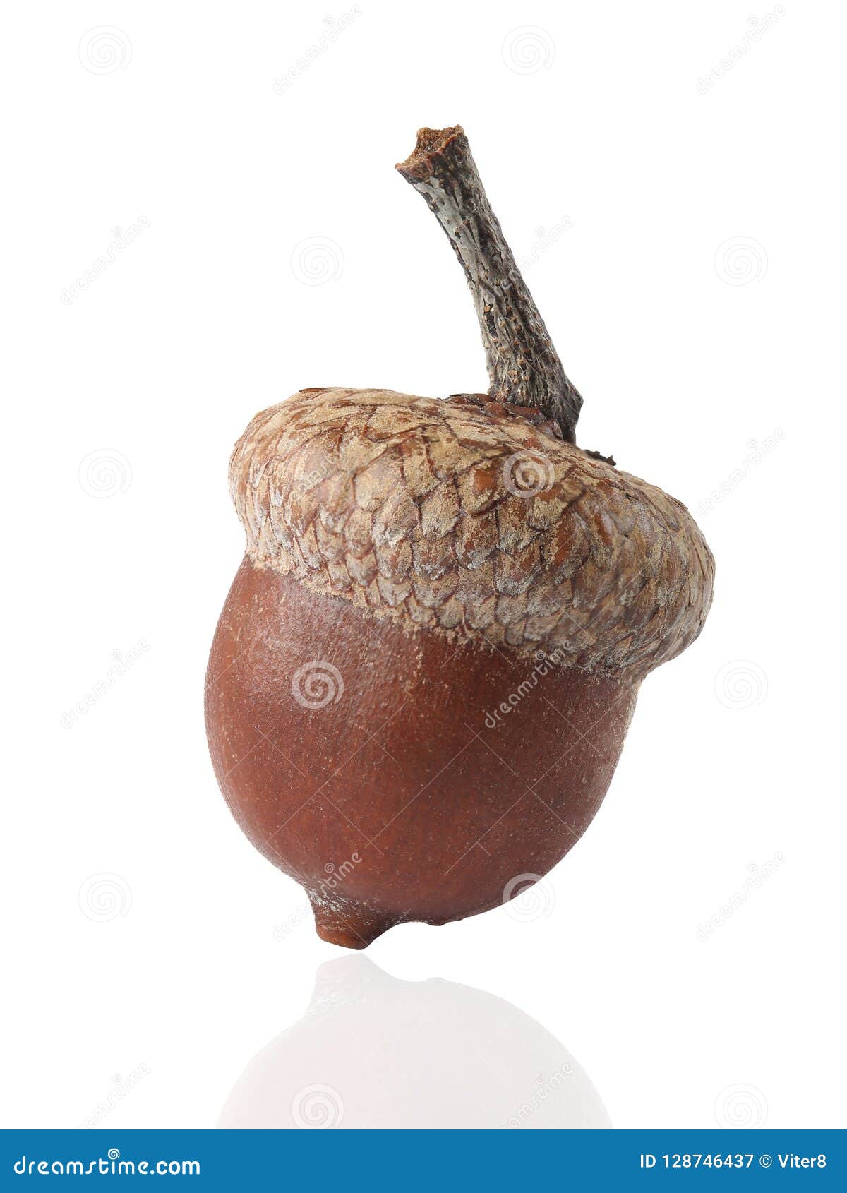 Acorn isolated on white stock image. Image of natural - 128746437