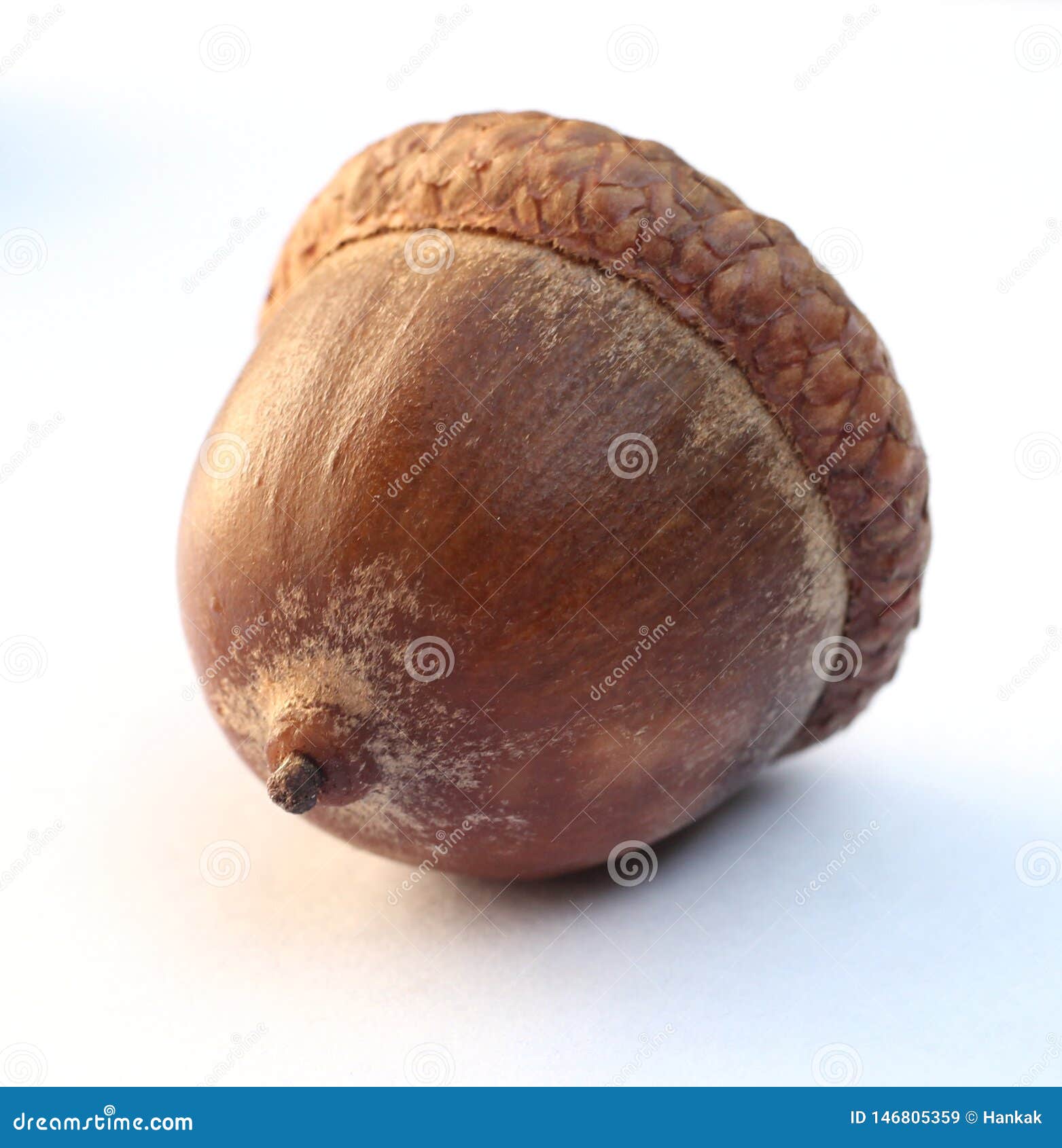 Acorn Isolated on White Background Stock Image - Image of food, fruit ...