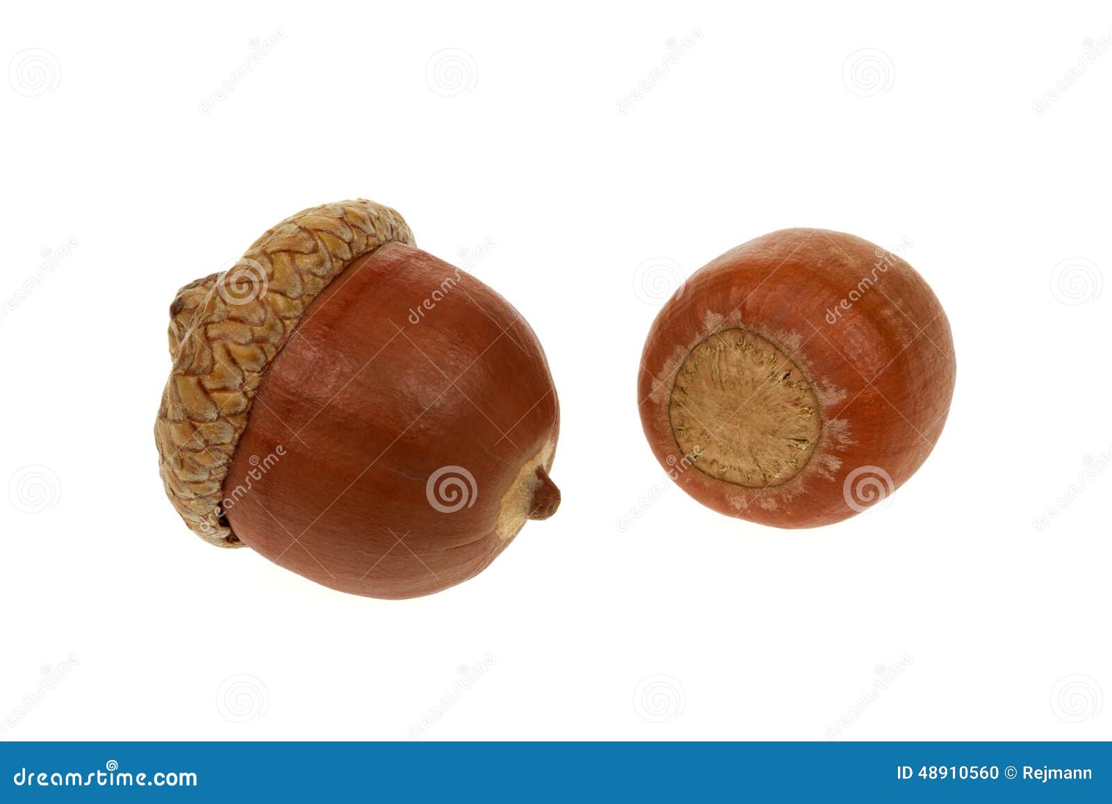 Acorn Isolated on a White Background - Closeup Stock Photo - Image of ...