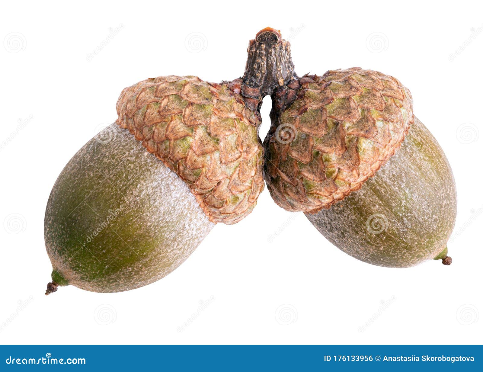 Acorn Isolated on White Background Stock Photo - Image of brown, white ...