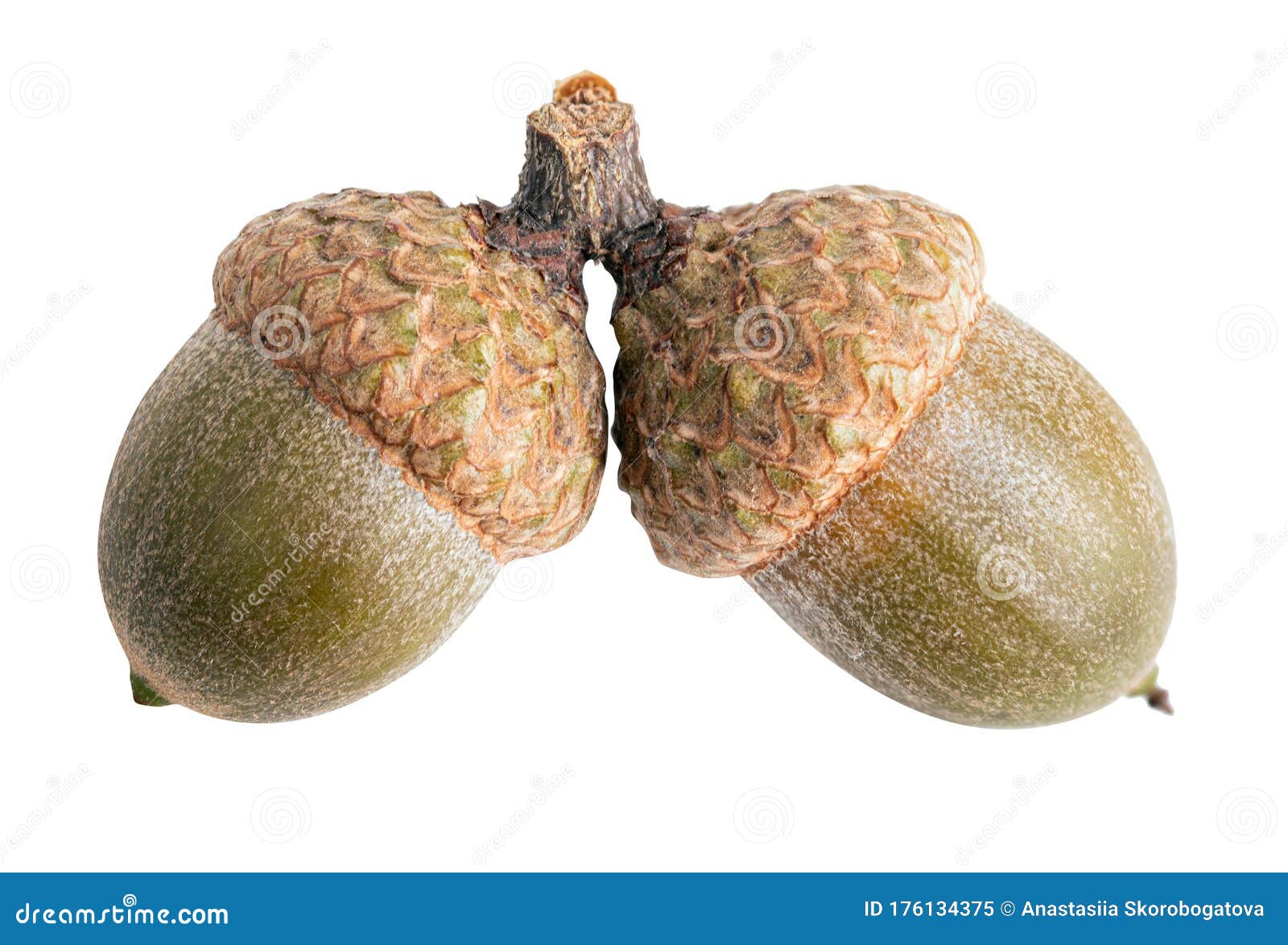 Acorn Isolated on White Background Stock Image - Image of flora, hard ...