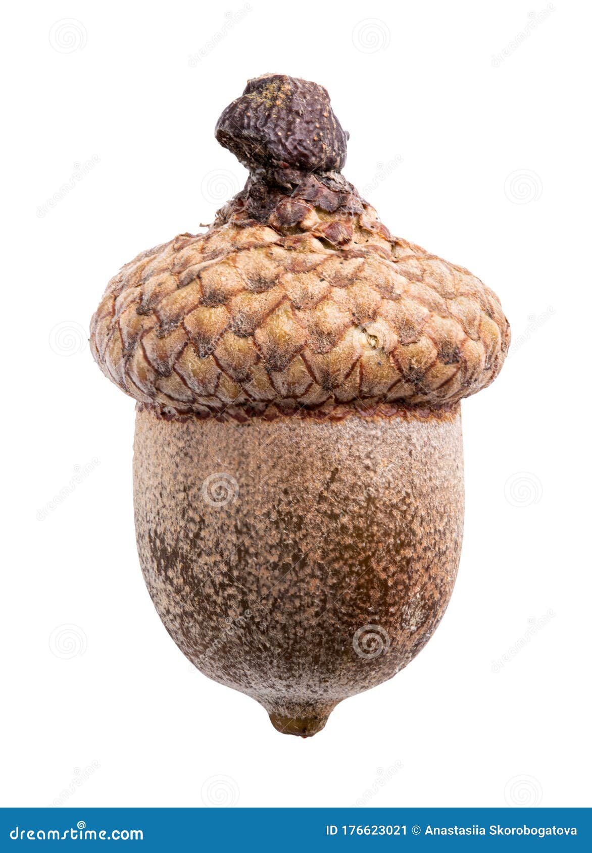 Acorn Isolated on White Background Stock Image - Image of clipping ...