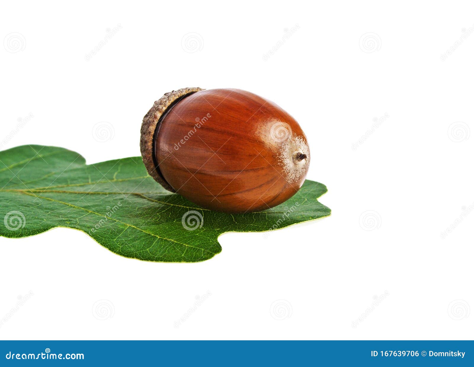 Acorn Isolated on White Background Stock Photo - Image of sprout ...