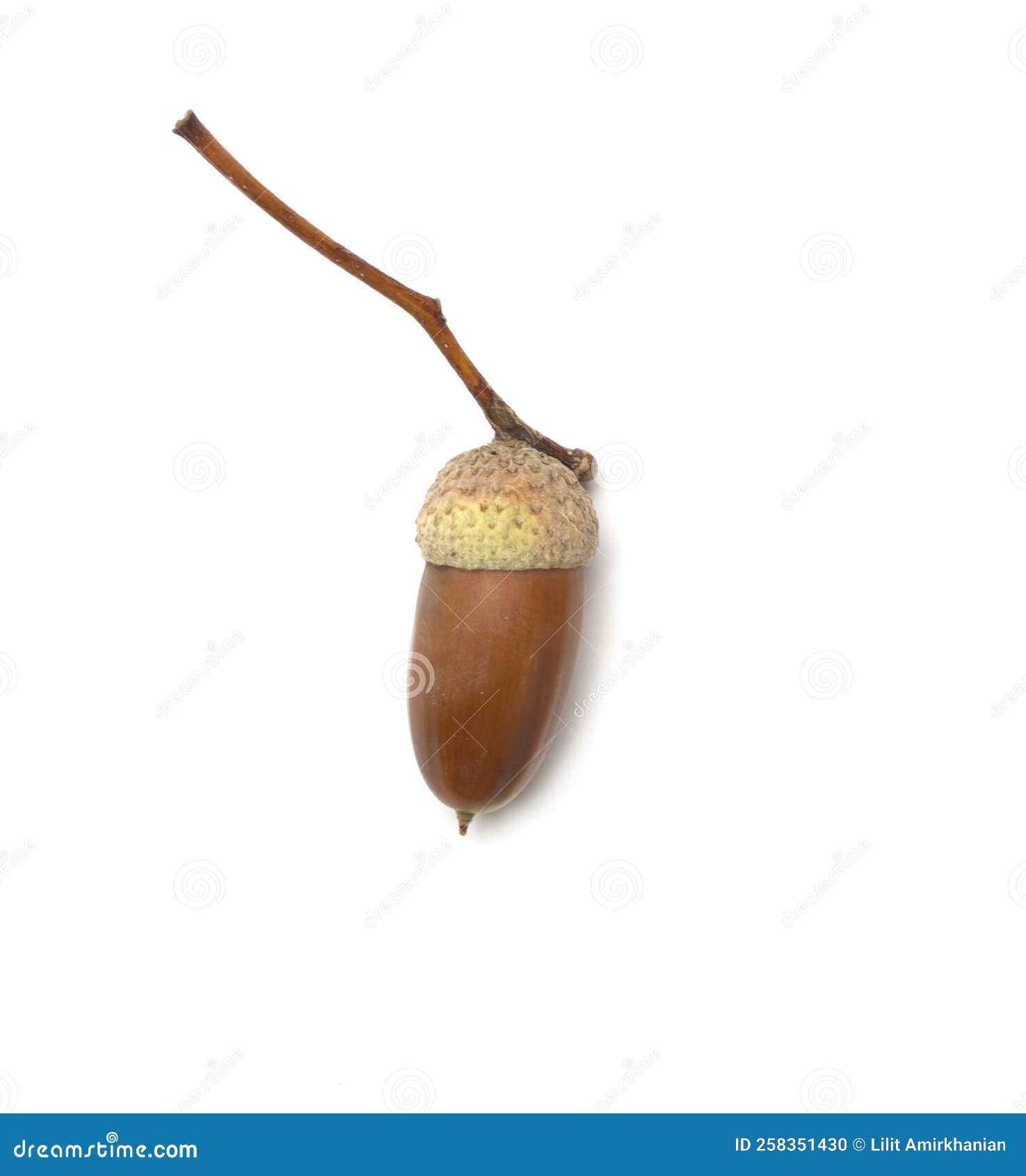 Acorn Isolated on White Background, Top View Stock Photo - Image of ...