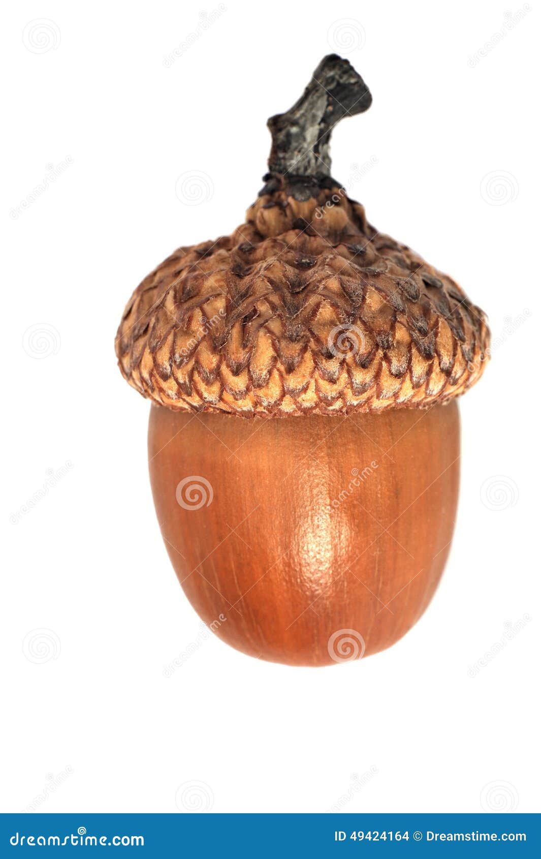 Acorn Isolated on White Background Stock Photo - Image of object, film ...